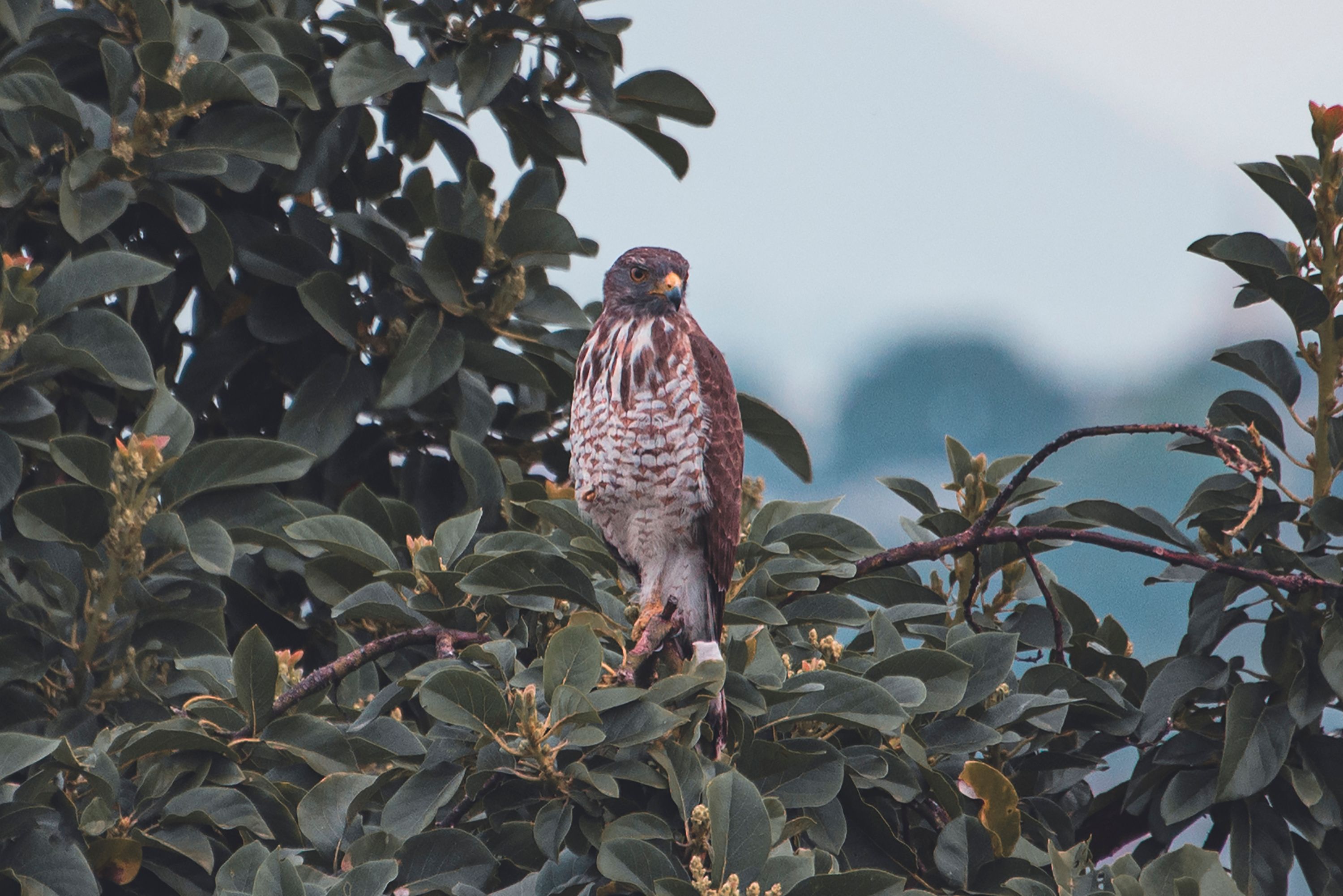 Hawk Perched on a Green Tree · Free Stock Photo