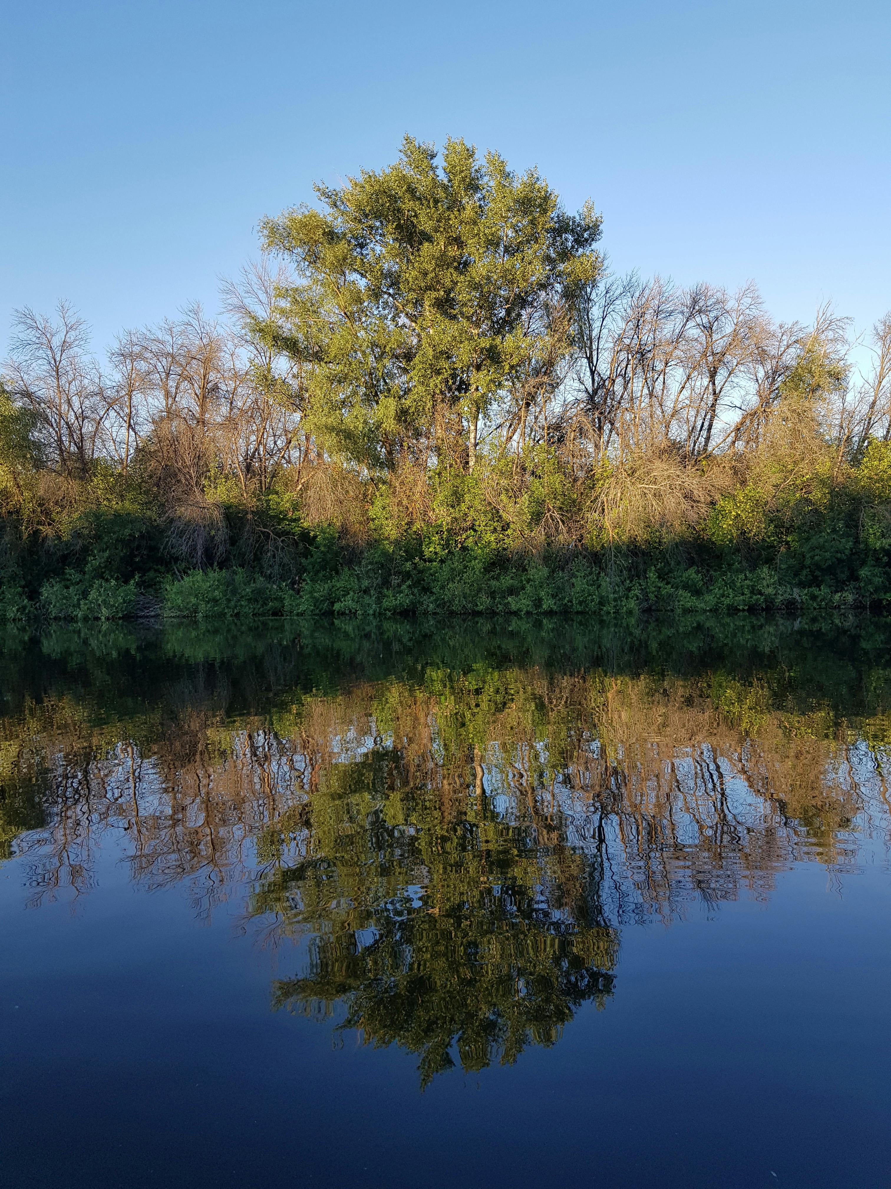 Green Tree by the River · Free Stock Photo