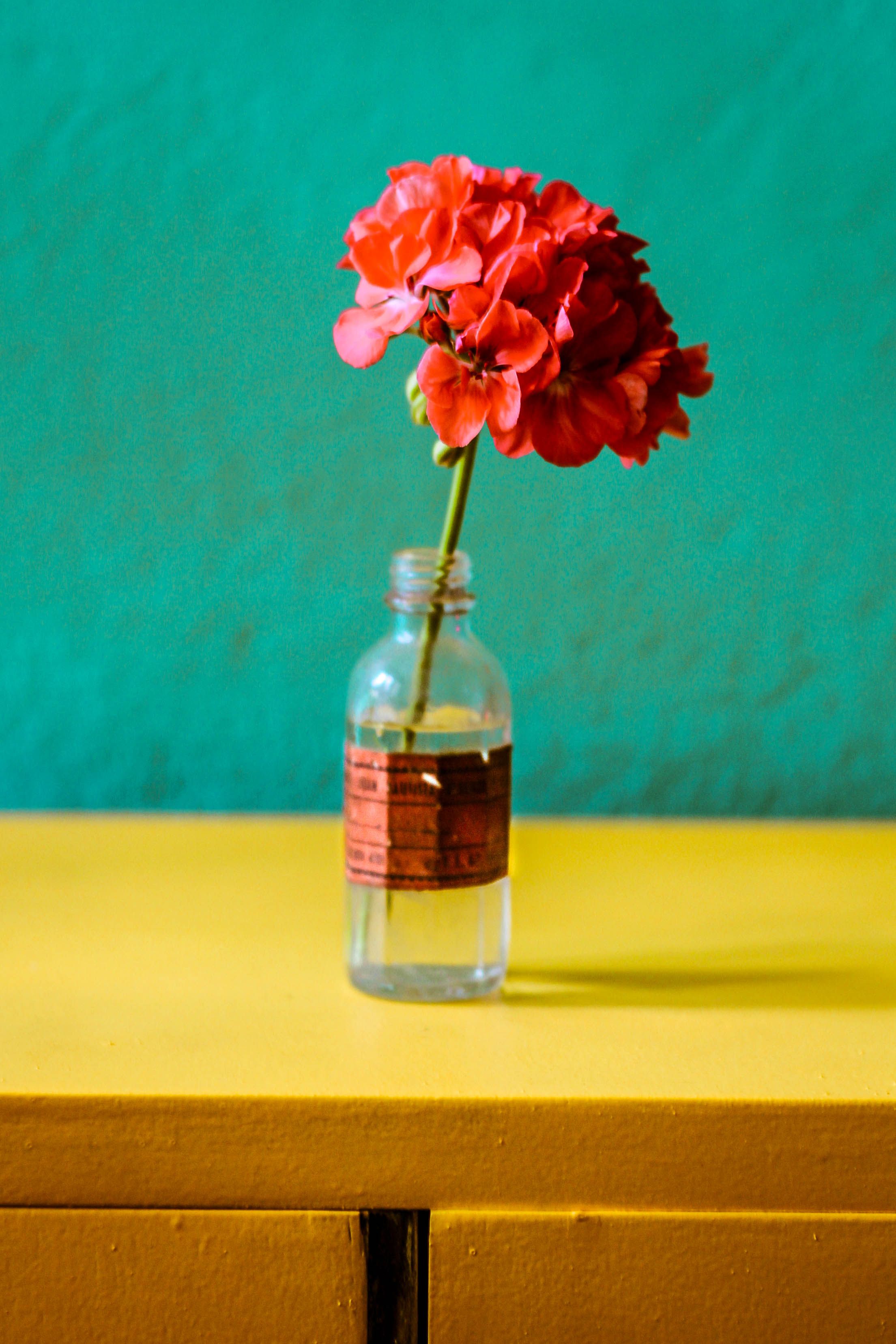 Garden Geranium Flowers in a Glass Bottle · Free Stock Photo