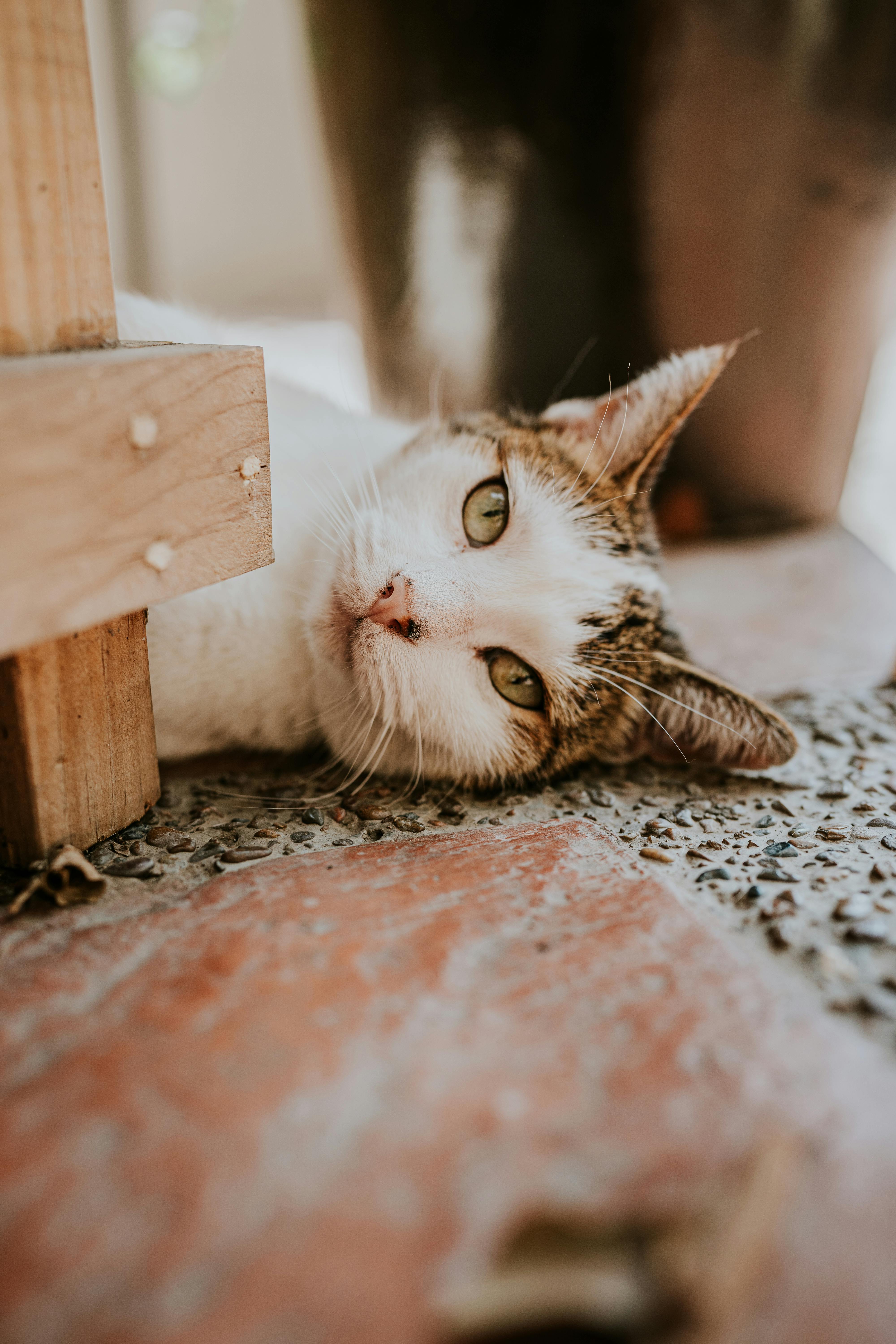 Cat Lying Down · Free Stock Photo