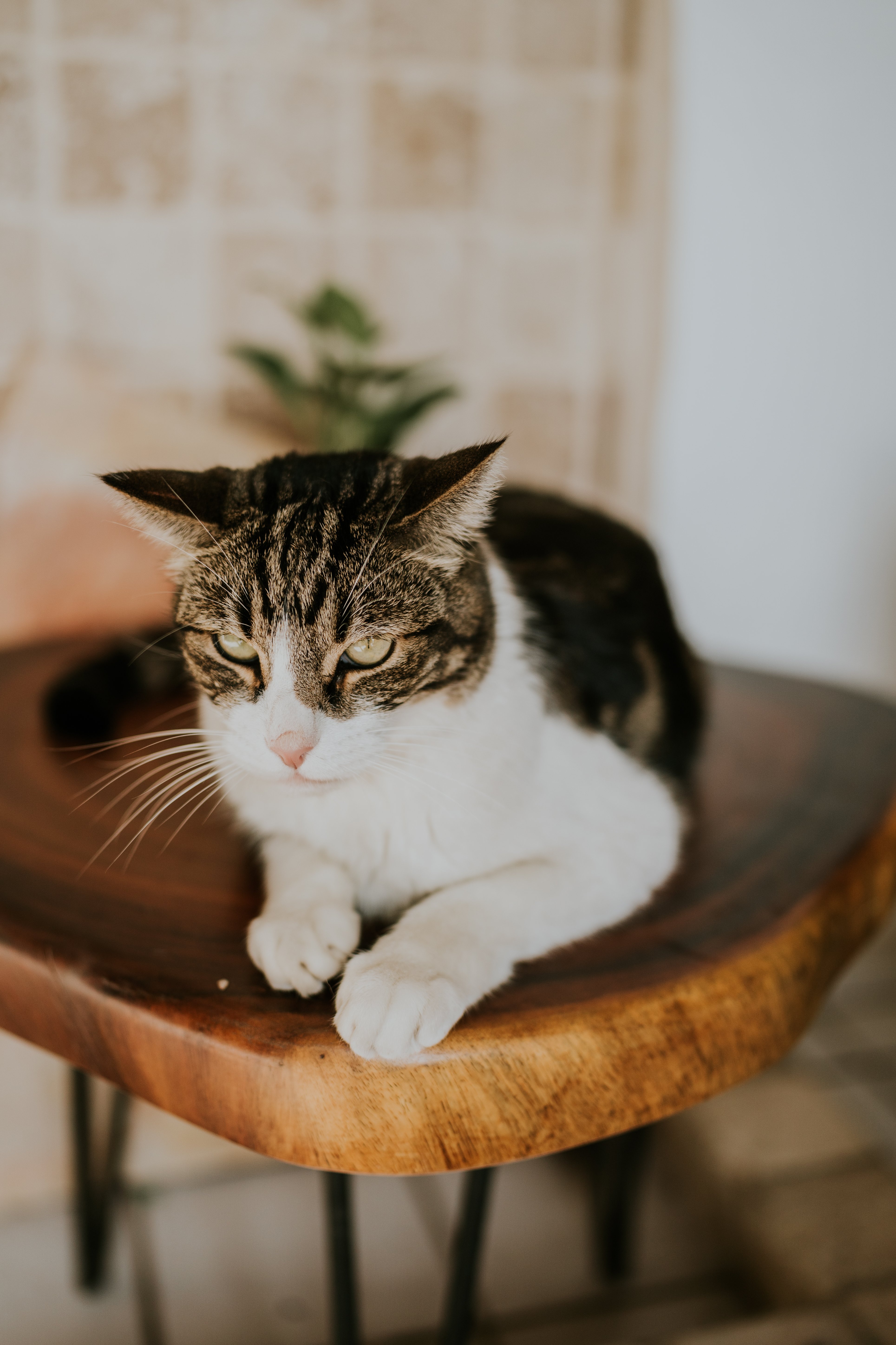 A Close-Up Shot of a Tabby Cat on a Wooden Table · Free Stock Photo