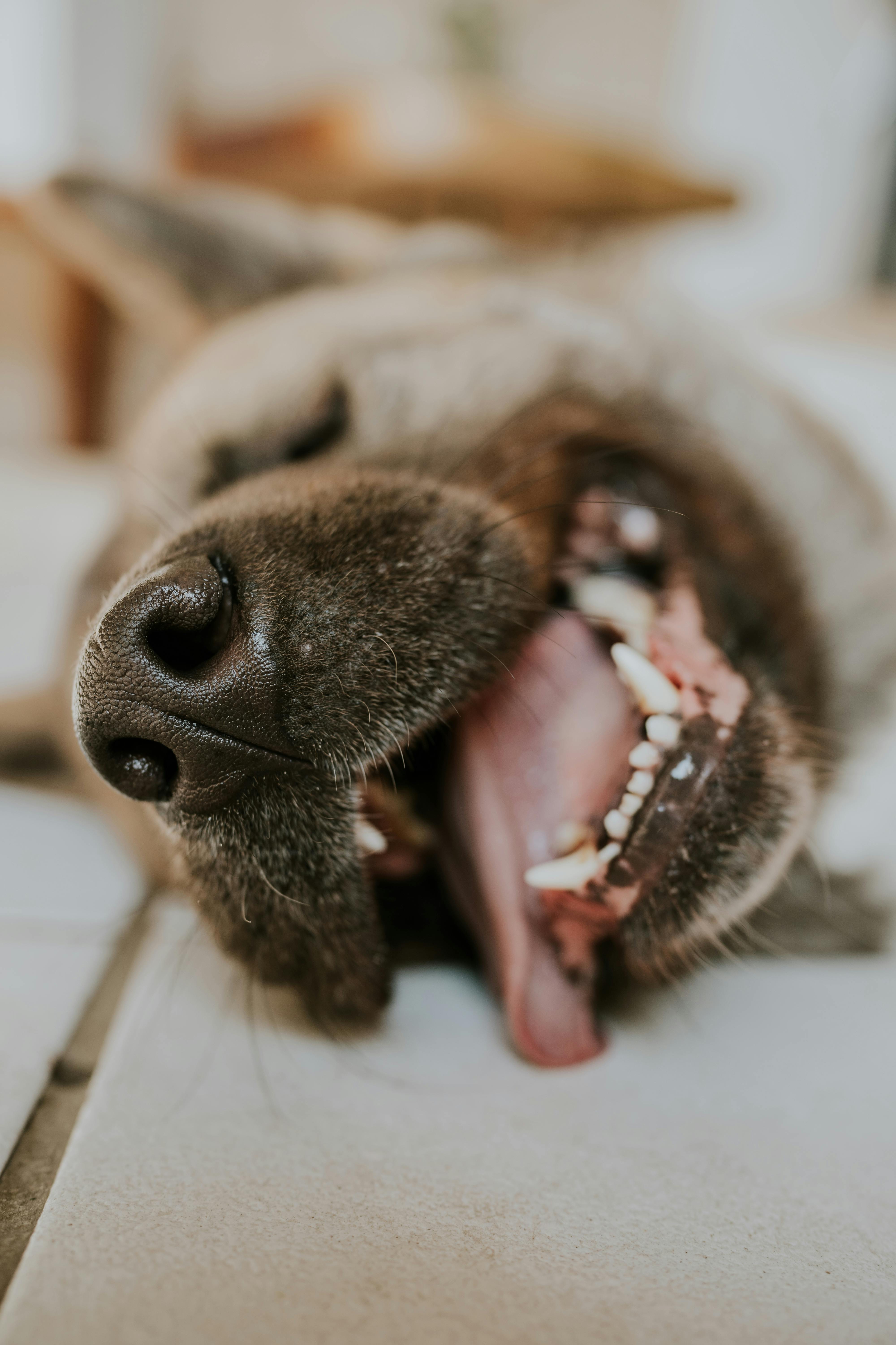 Red Dog Sleeping Curled Up in a Fuzzy Pet Bed · Free Stock Photo