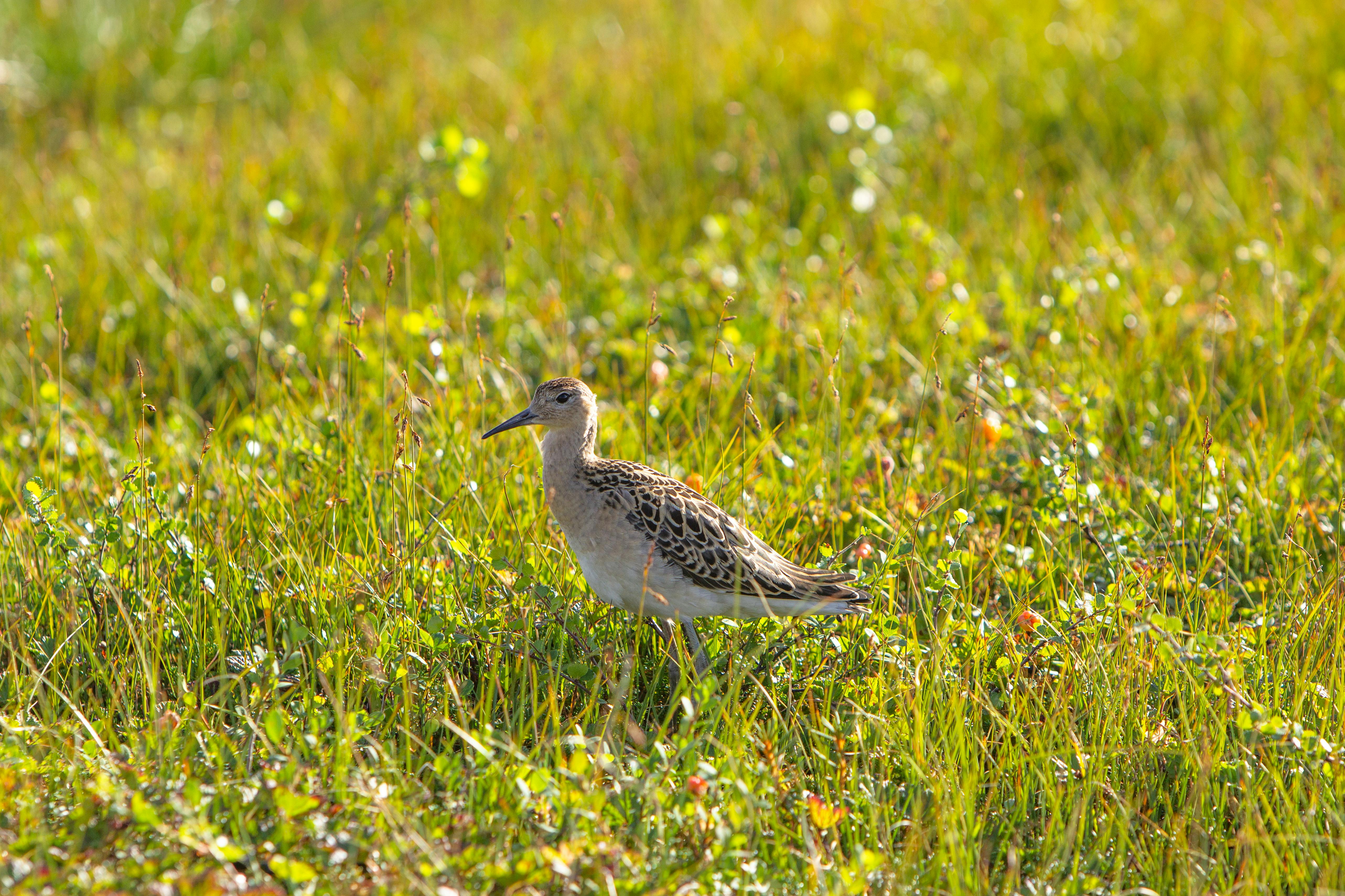 A Ruff Bird on a Field · Free Stock Photo