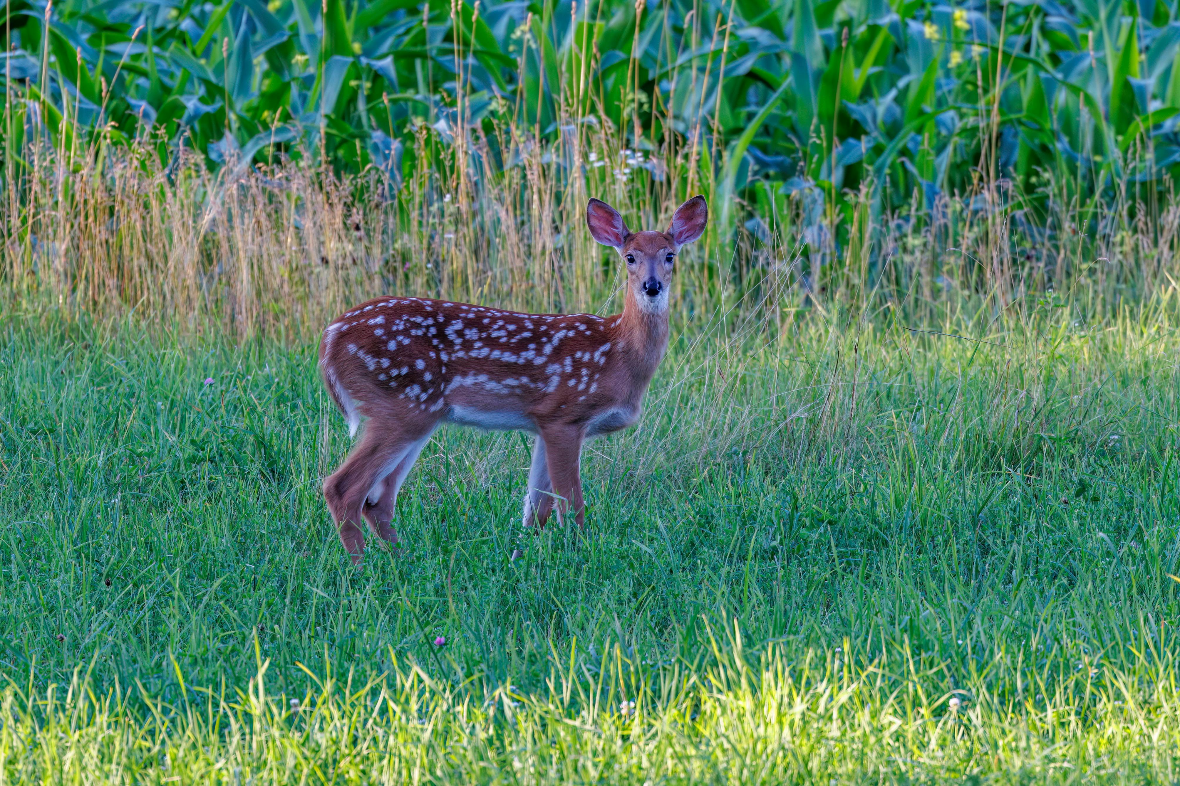 Deer on Green Grass Field · Free Stock Photo