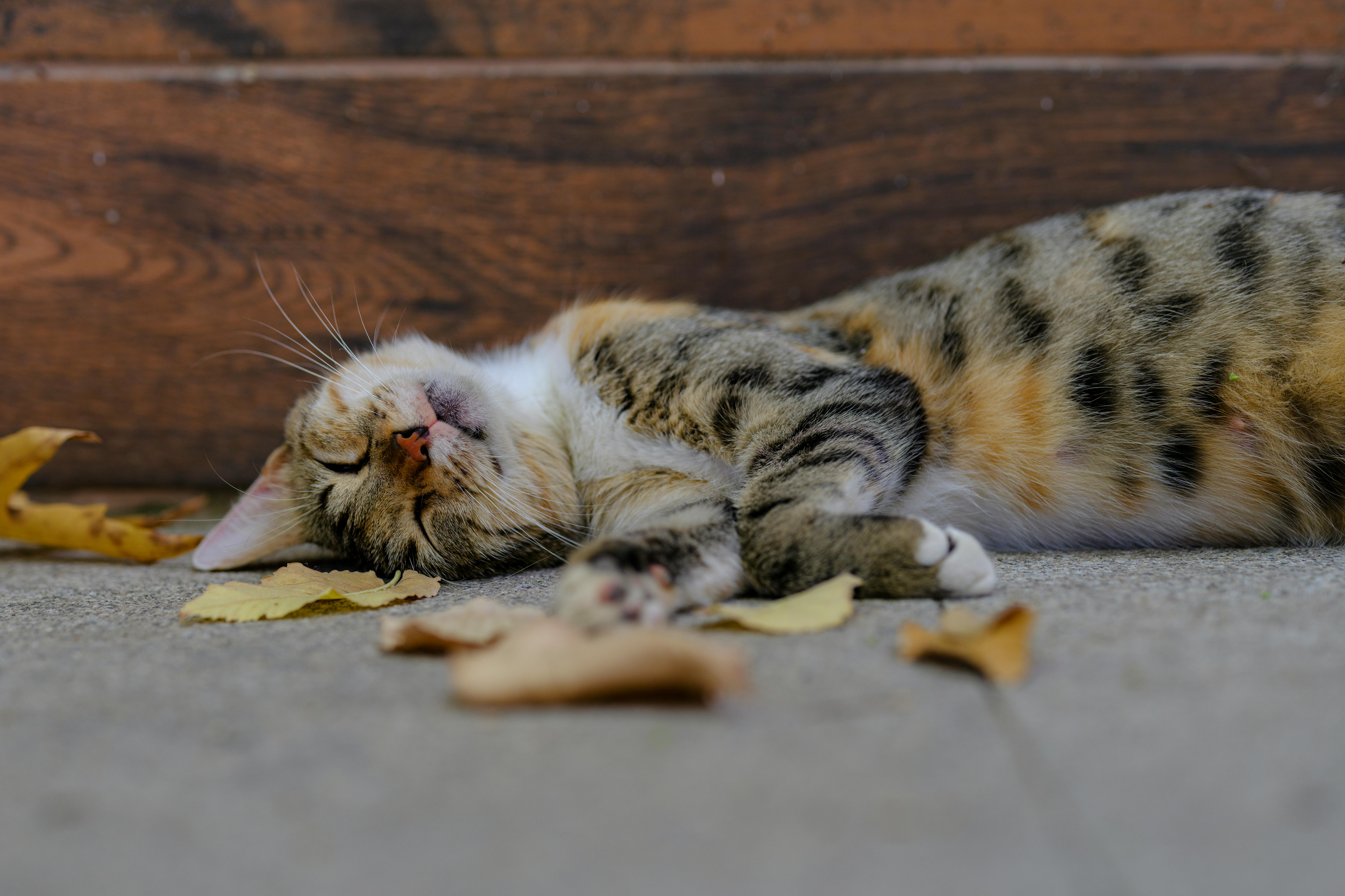 Close-Up Shot of a Sleeping Cat · Free Stock Photo