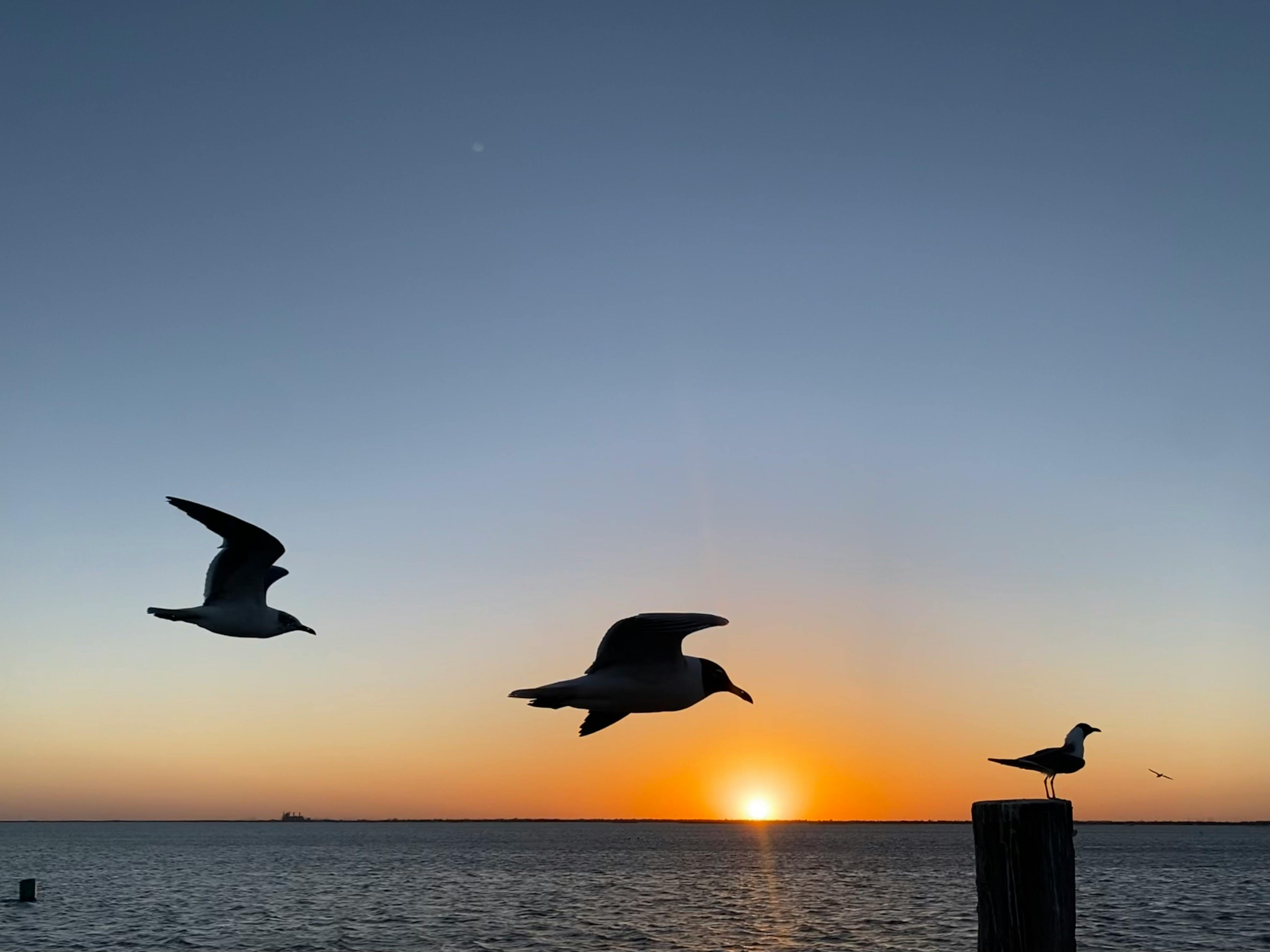 Shelby Cox - Fotografía
