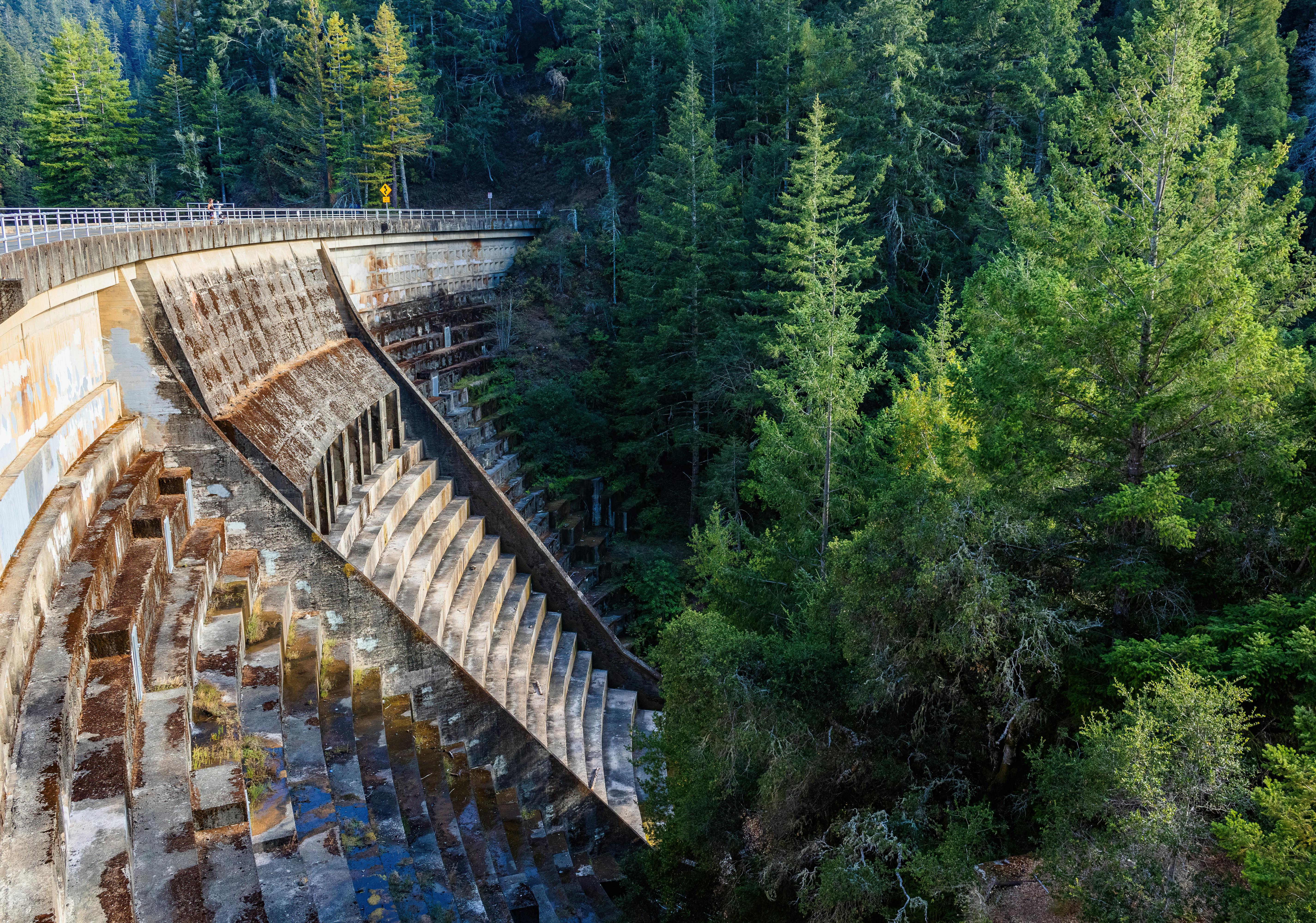 Green Trees on a Dam · Free Stock Photo