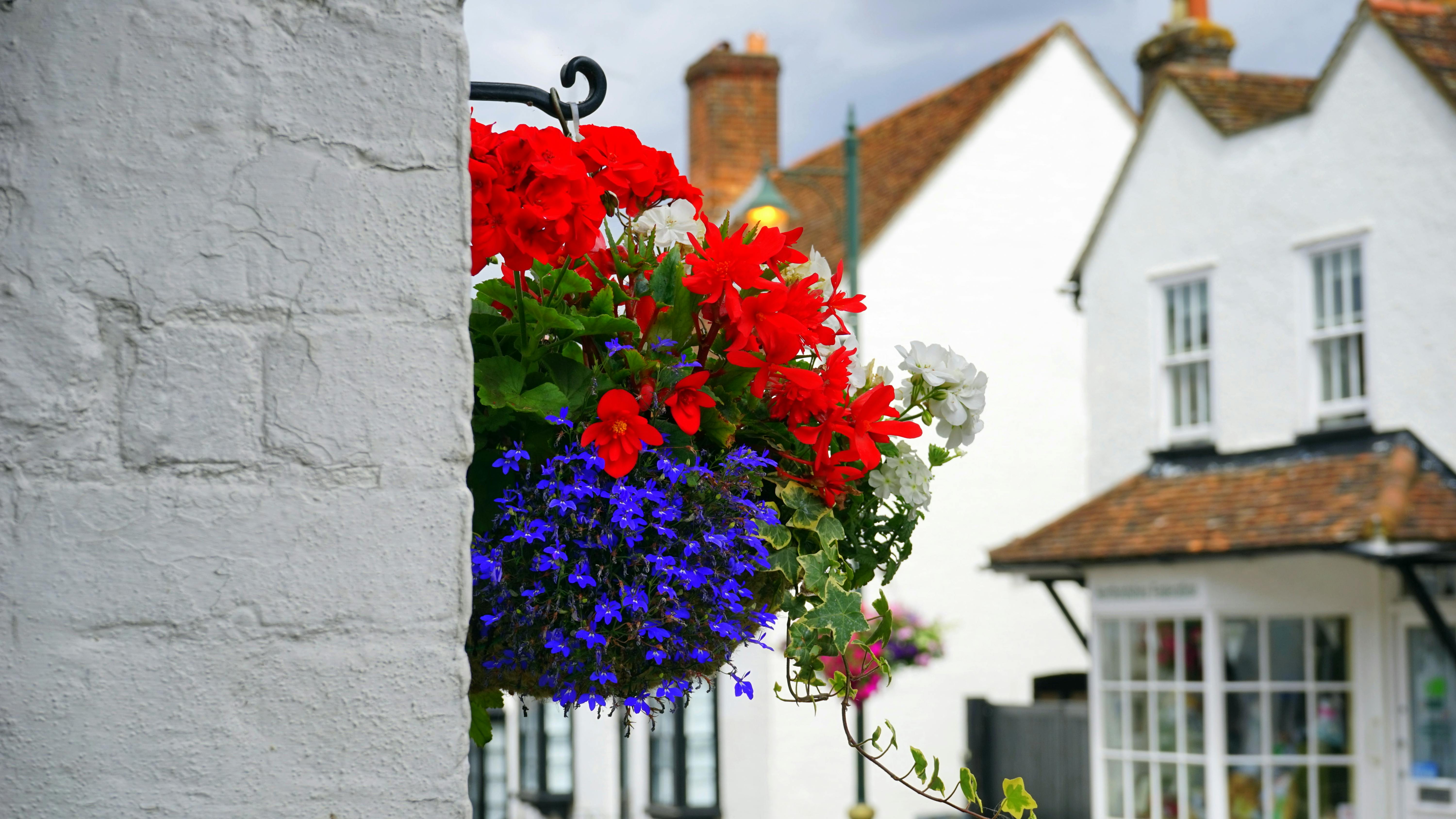 Red Pink Flower Hang on the Windows · Free Stock Photo