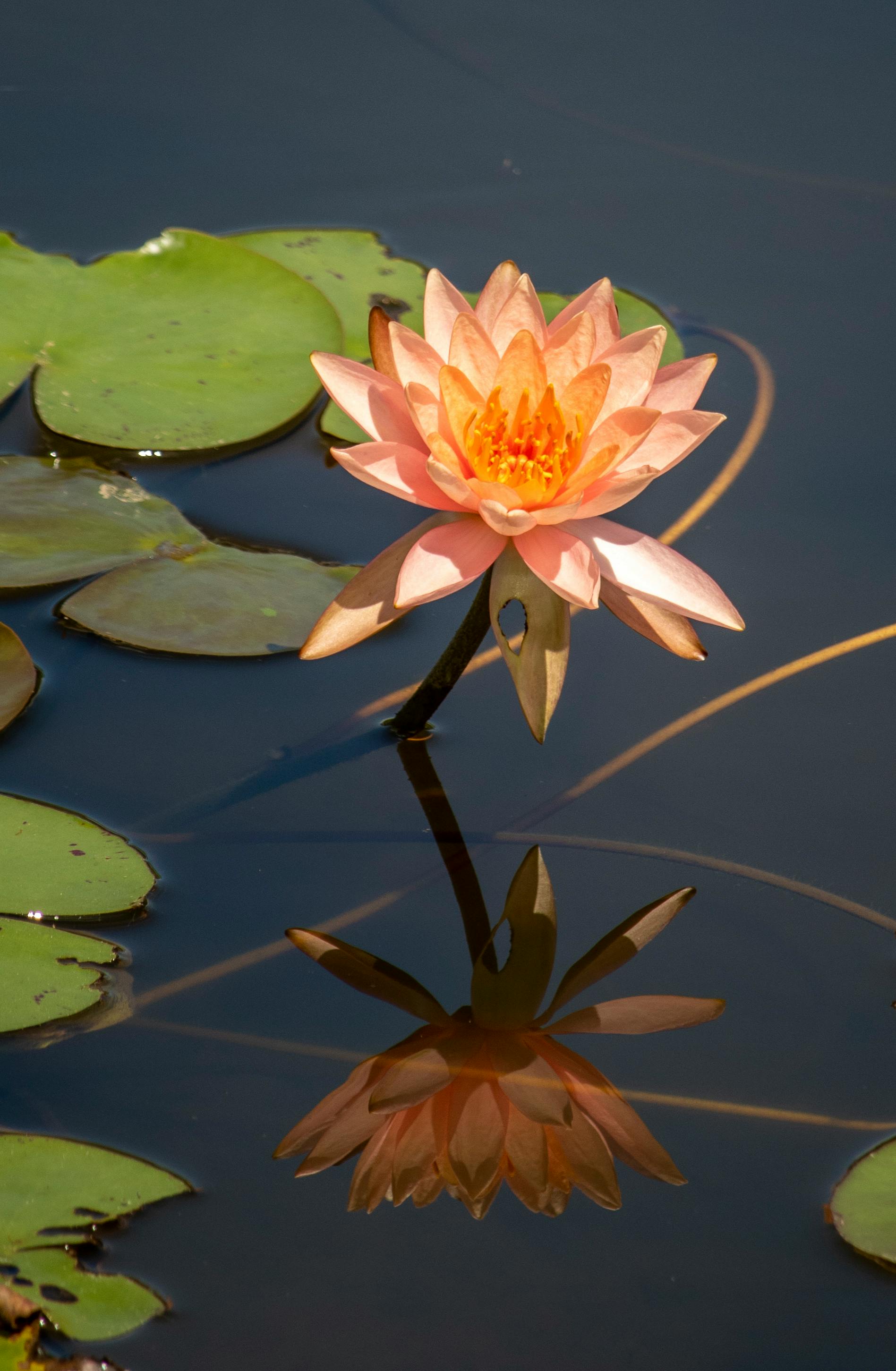 Lotus Flower Lake Photos, Download The BEST Free Lotus Flower Lake ...
