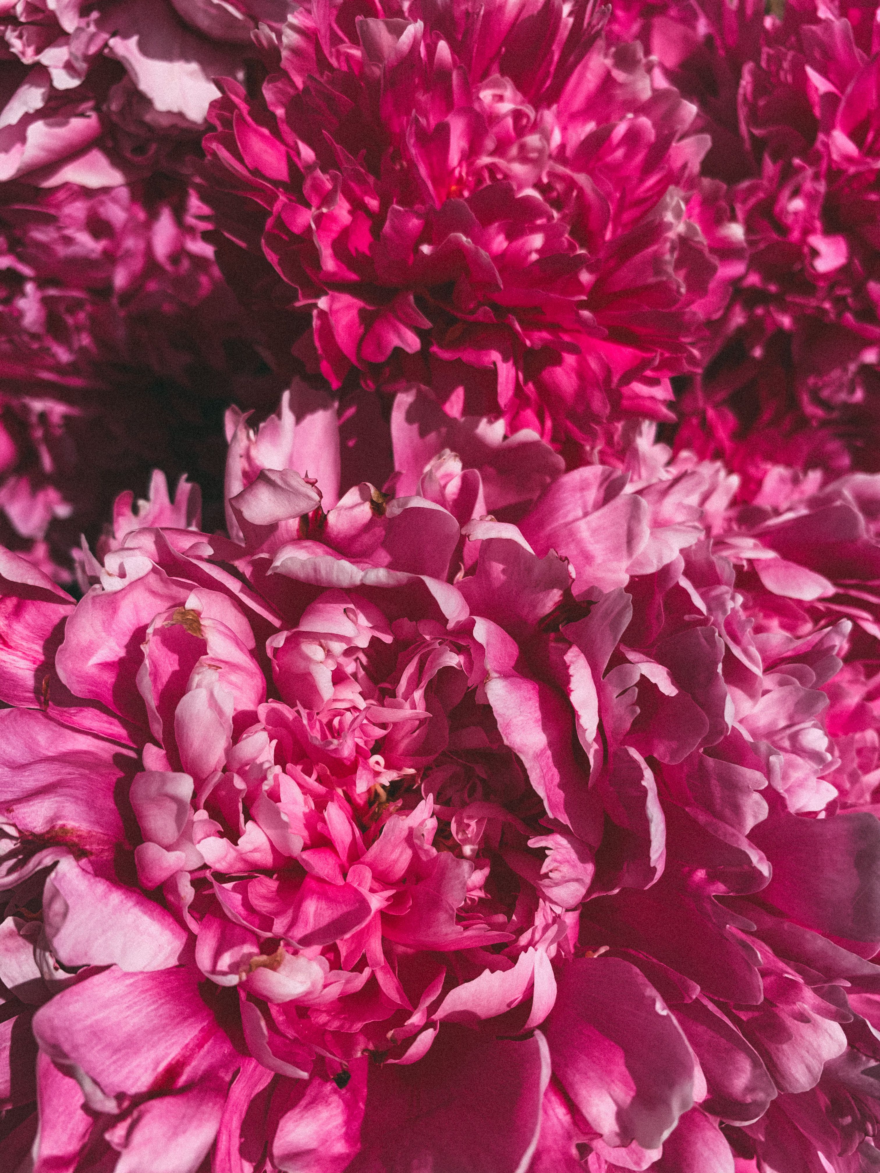 Close-up of Pink Peony Flowers · Free Stock Photo