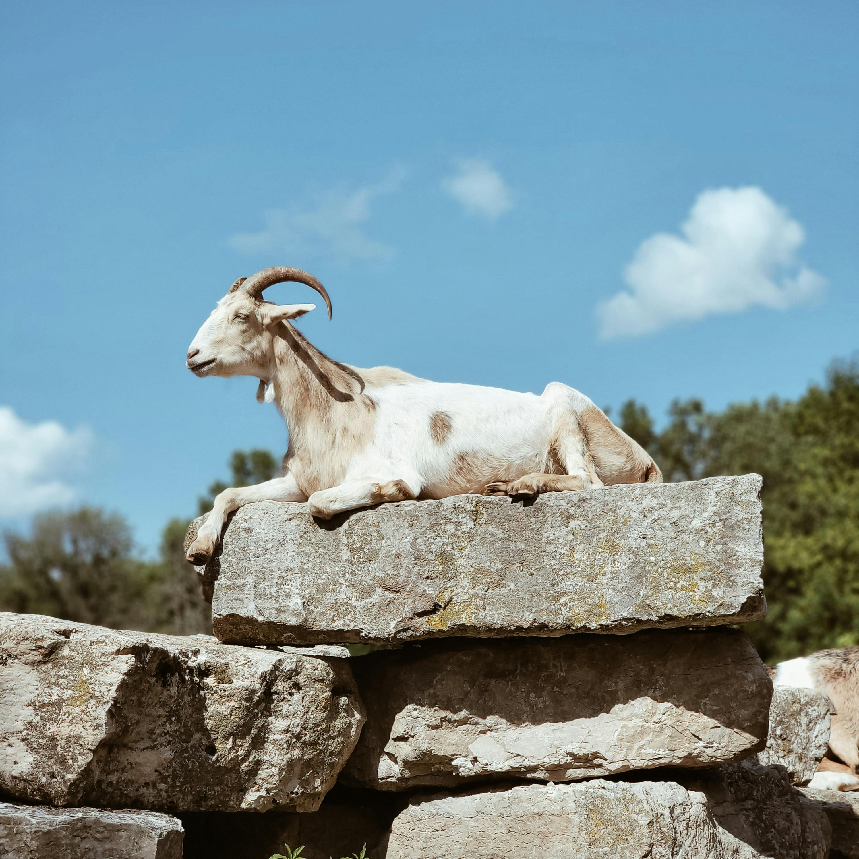 Curly Goat Photos, Download The BEST Free Curly Goat Stock Photos & HD ...