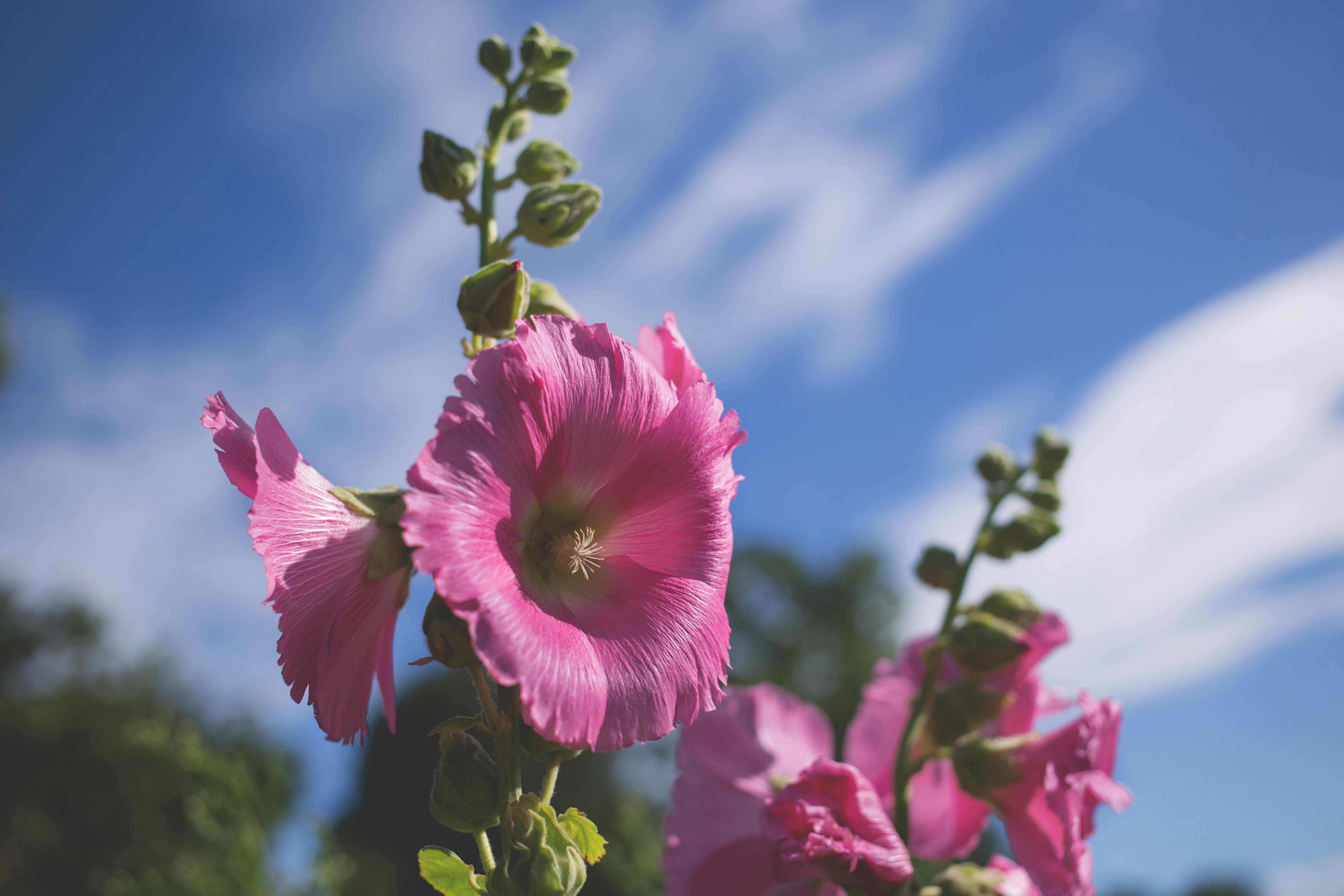 Pink Flowers Under Blue Sky · Free Stock Photo