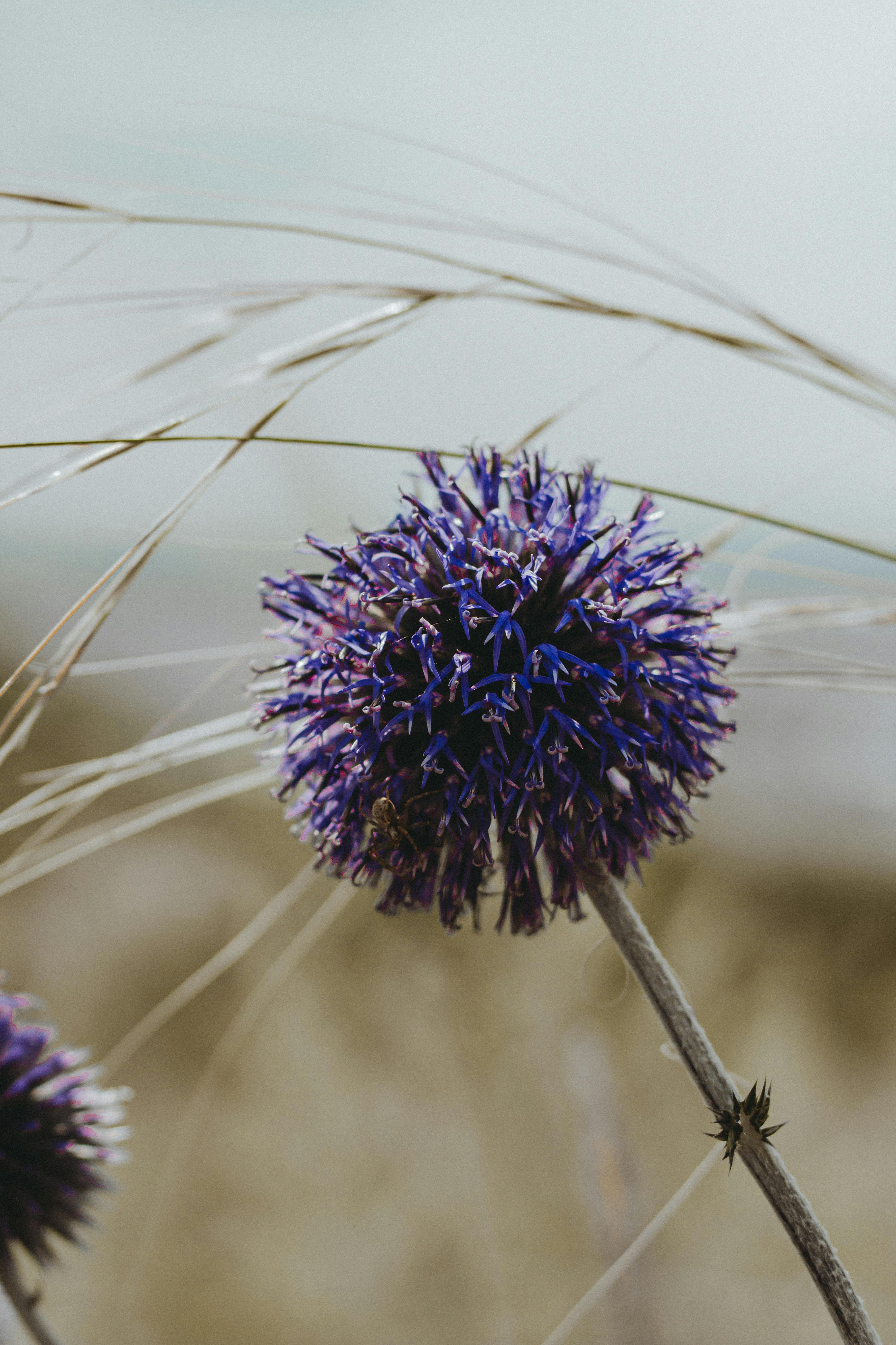 Higotai Photos, Download The BEST Free Higotai Stock Photos & HD Images