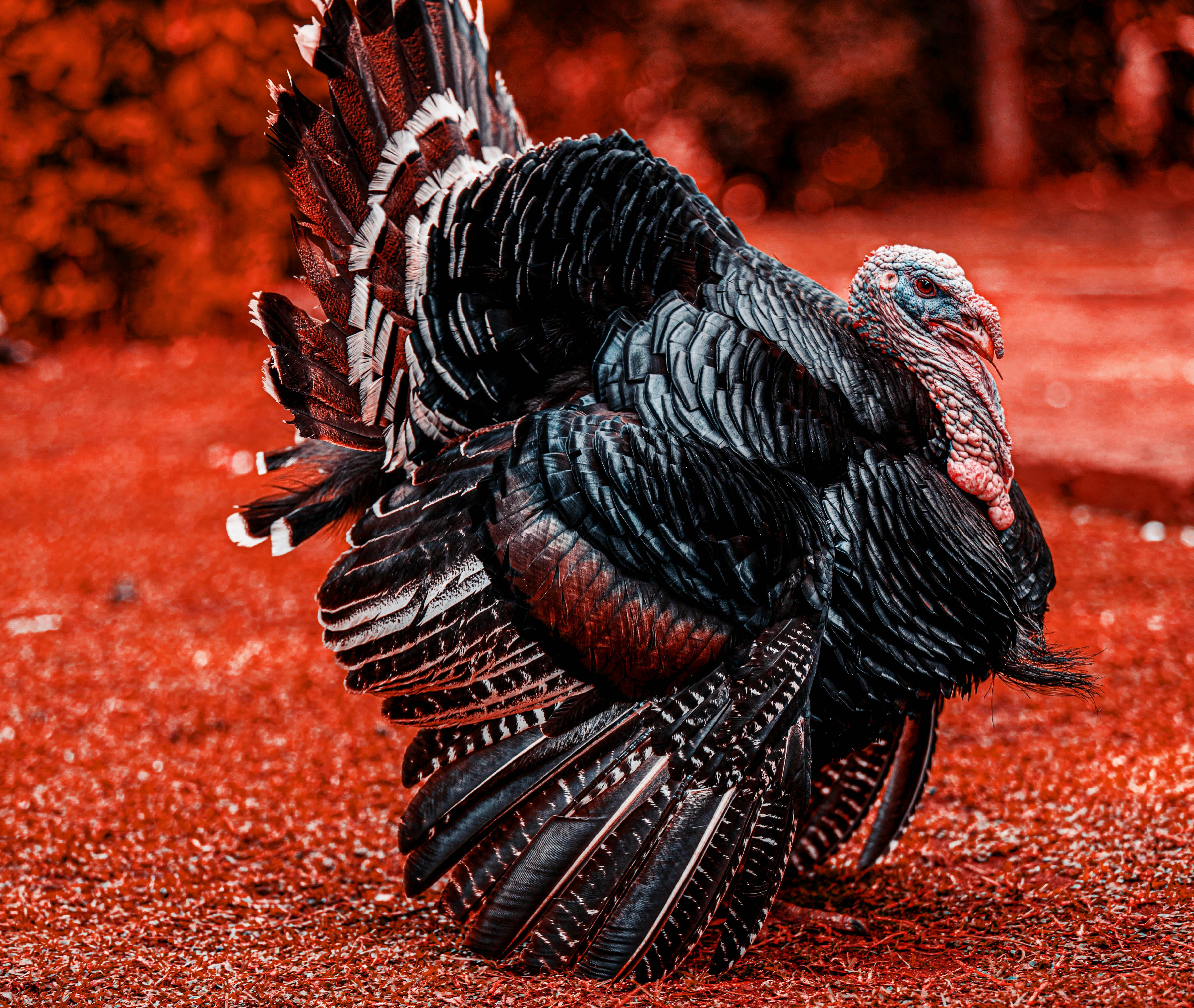 Josiah Matthew - Photography