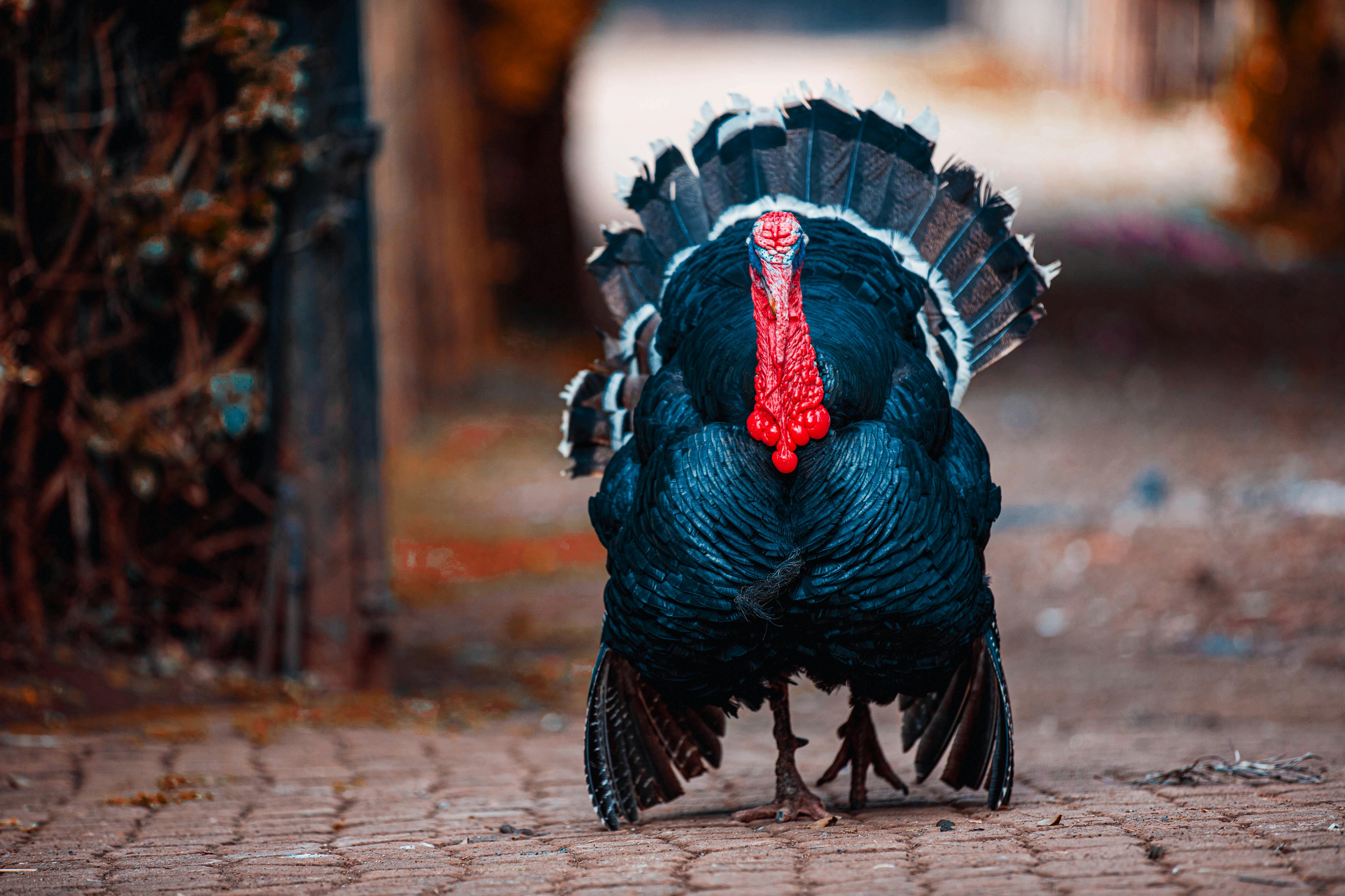 Black Turkey Walking on Sidewalk · Free Stock Photo
