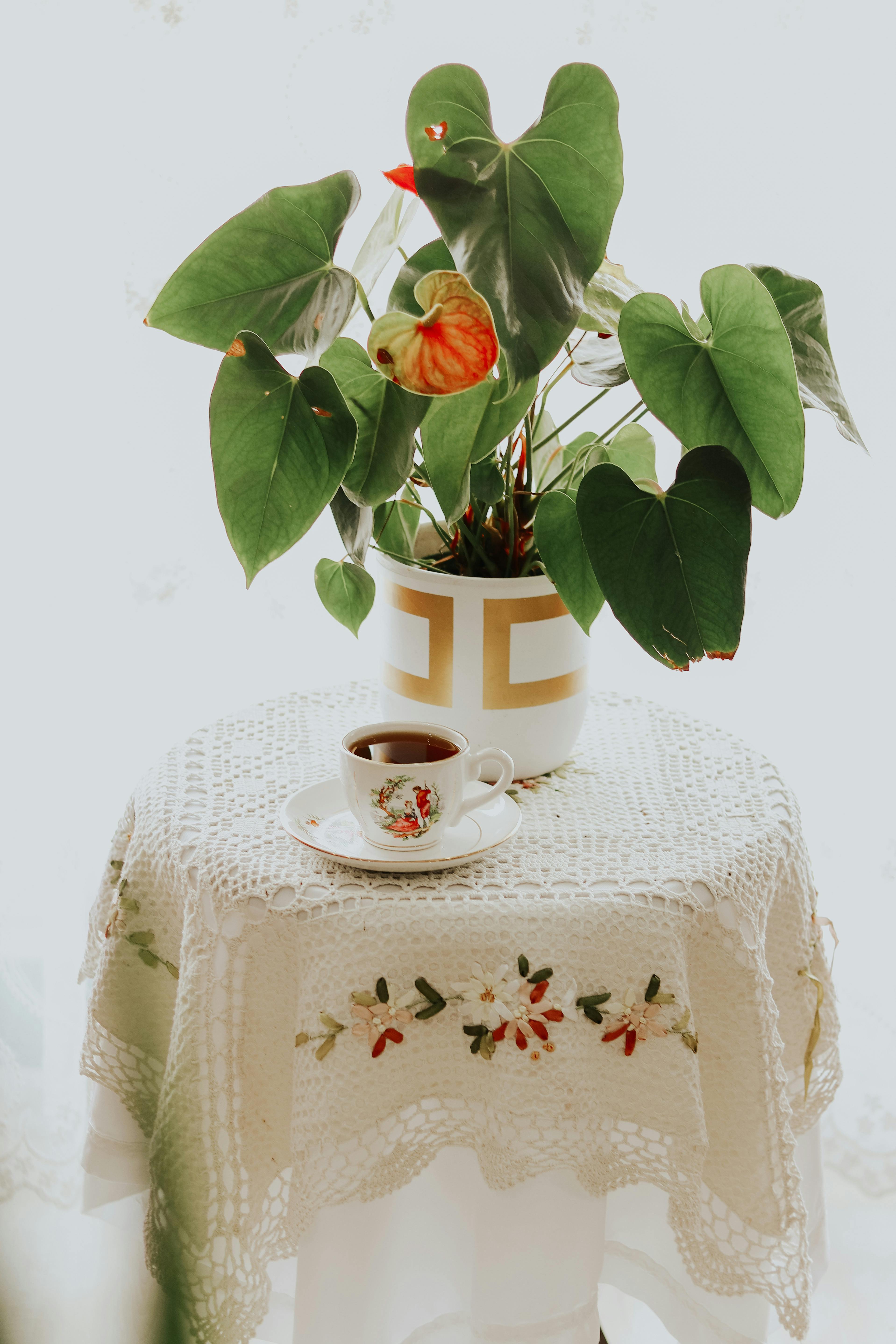 Ceramic Pots with Colorful Flowers on a White Table · Free Stock Photo