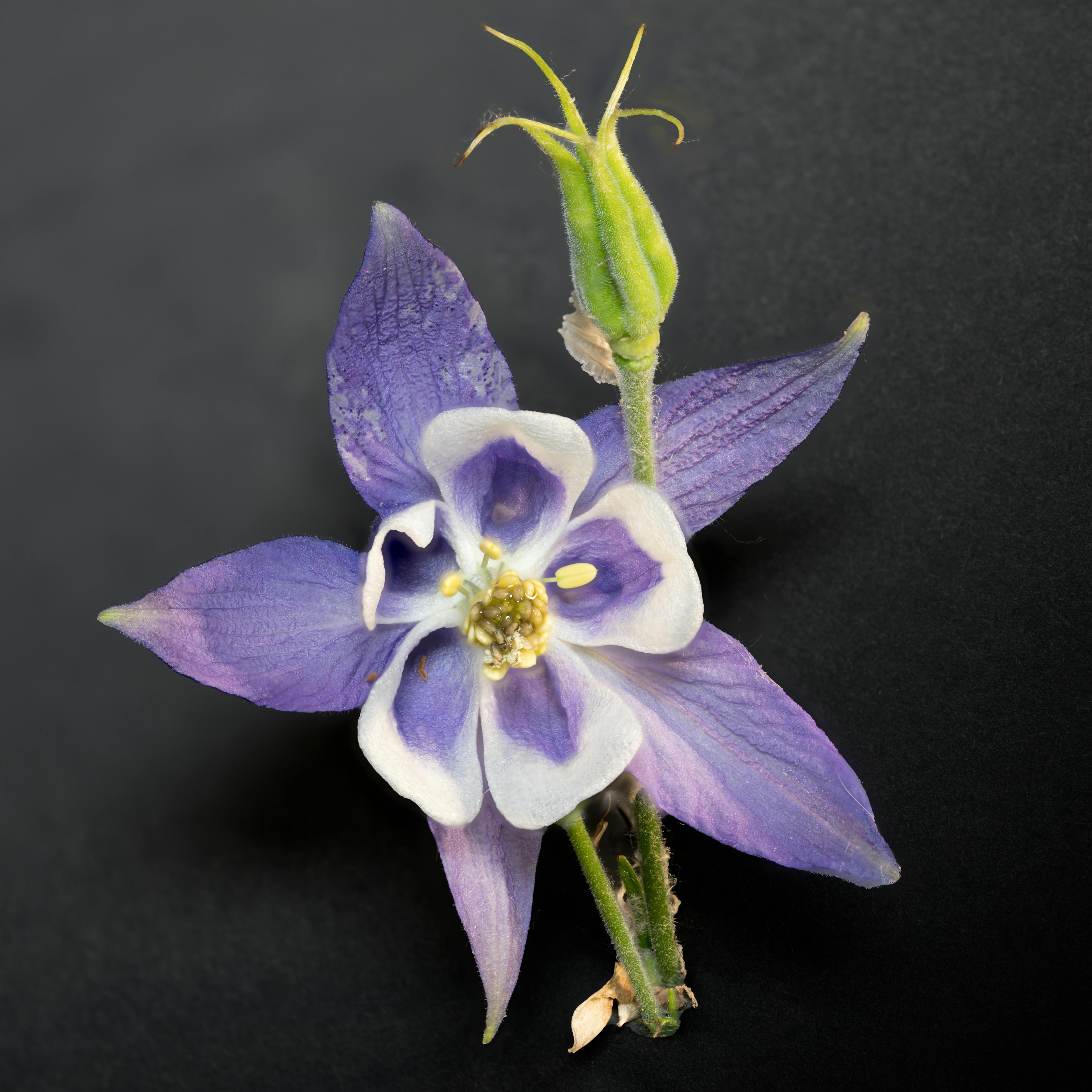 A Purple Flower in Full Bloom · Free Stock Photo