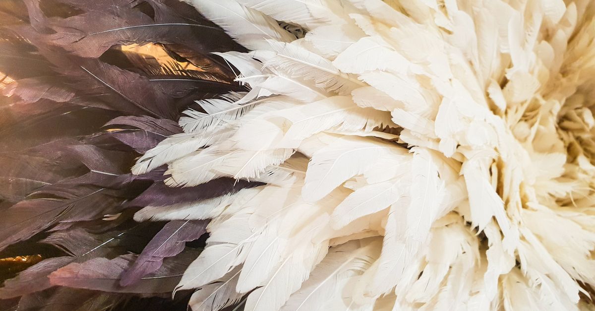 Free Stock Photo Of Background Feathers Texture free-stock-photo-of-background-feathers-texture
