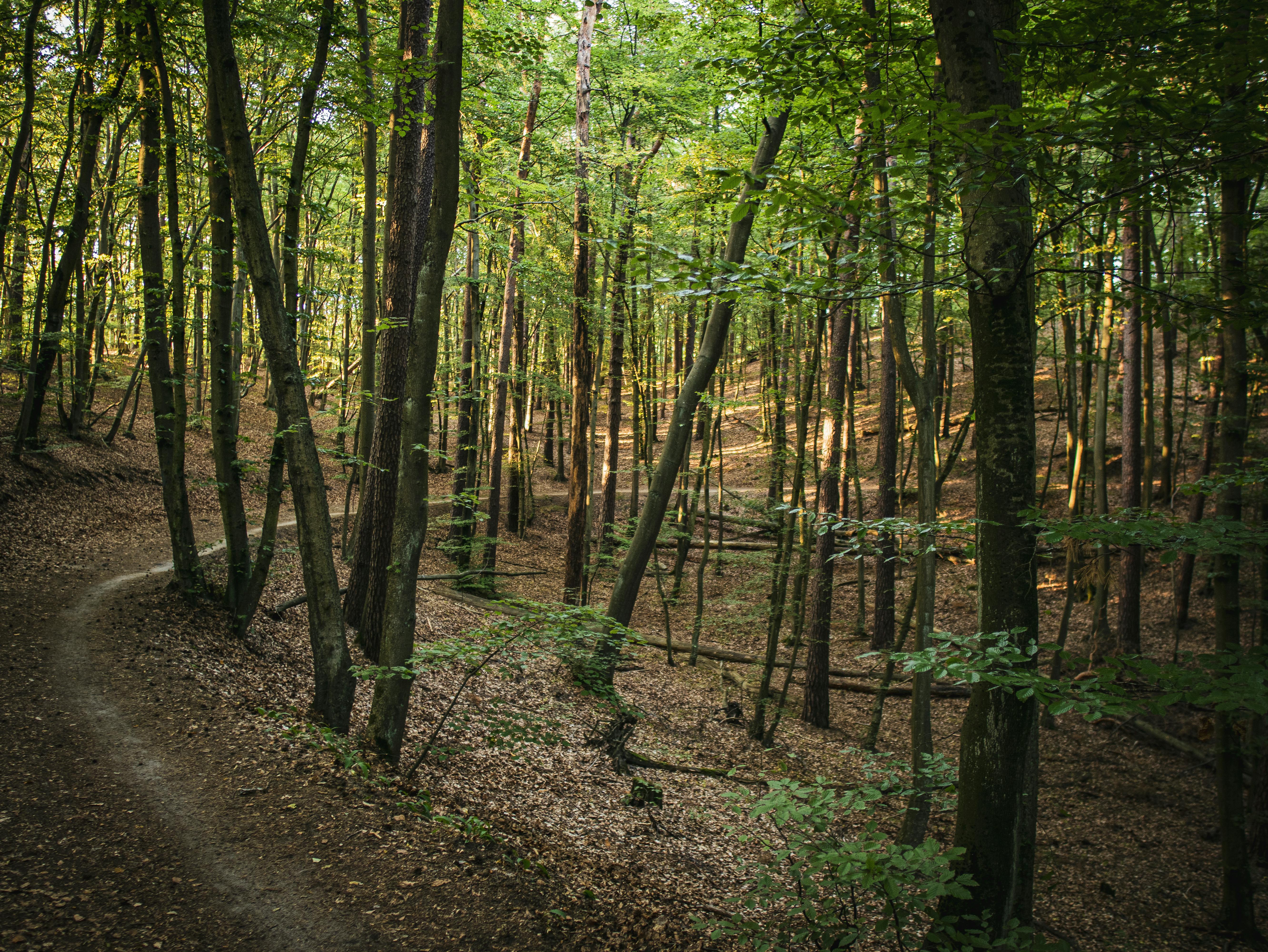 A Forest with a Pathway · Free Stock Photo