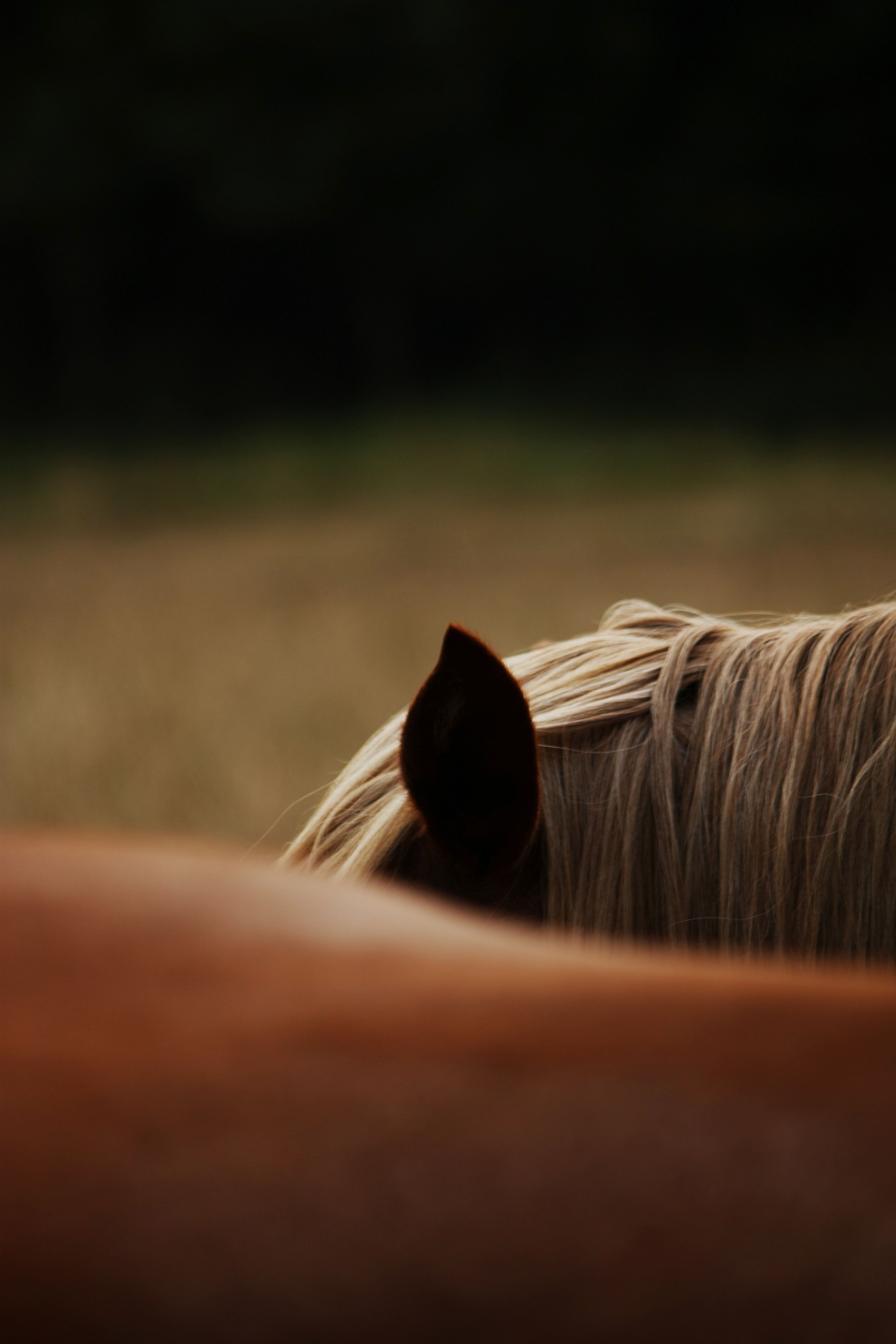 Brown Horse With Red Rope Halter · Free Stock Photo