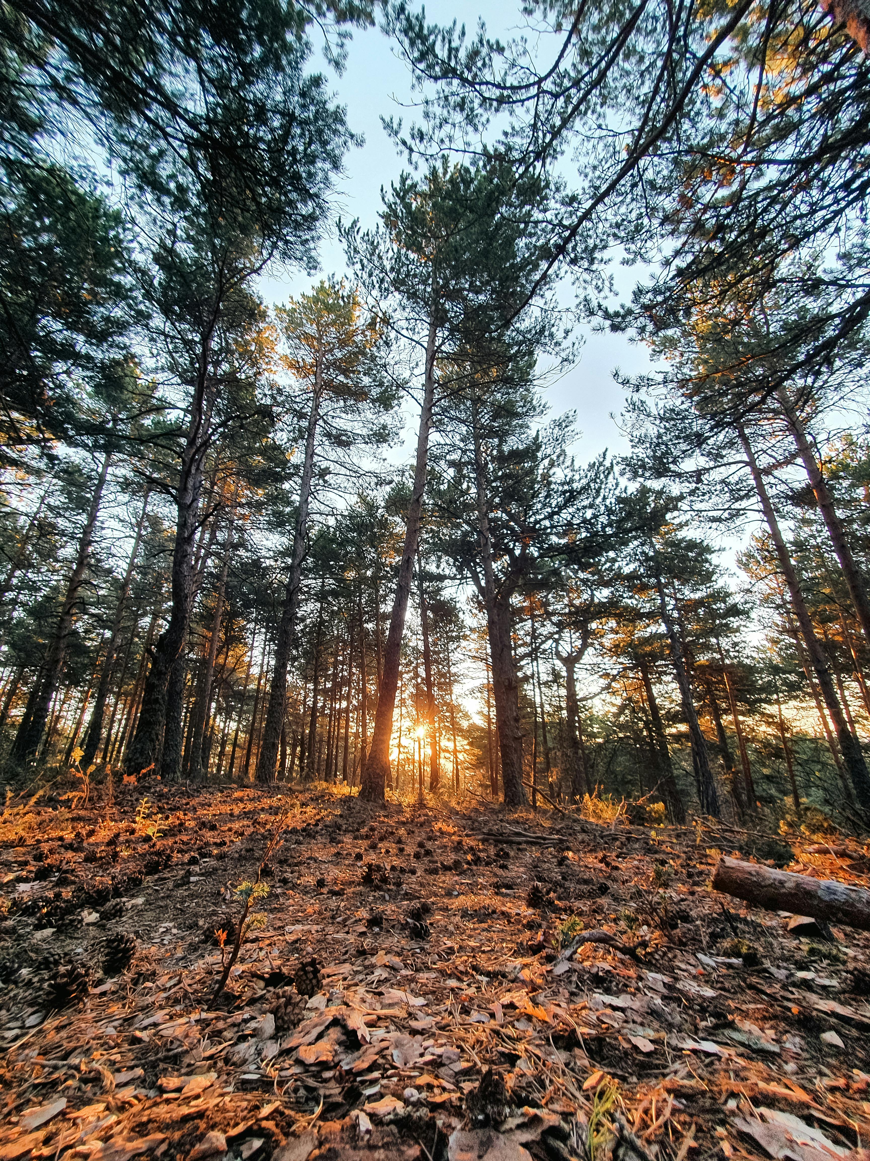Green Trees in the Forest During Sunset · Free Stock Photo