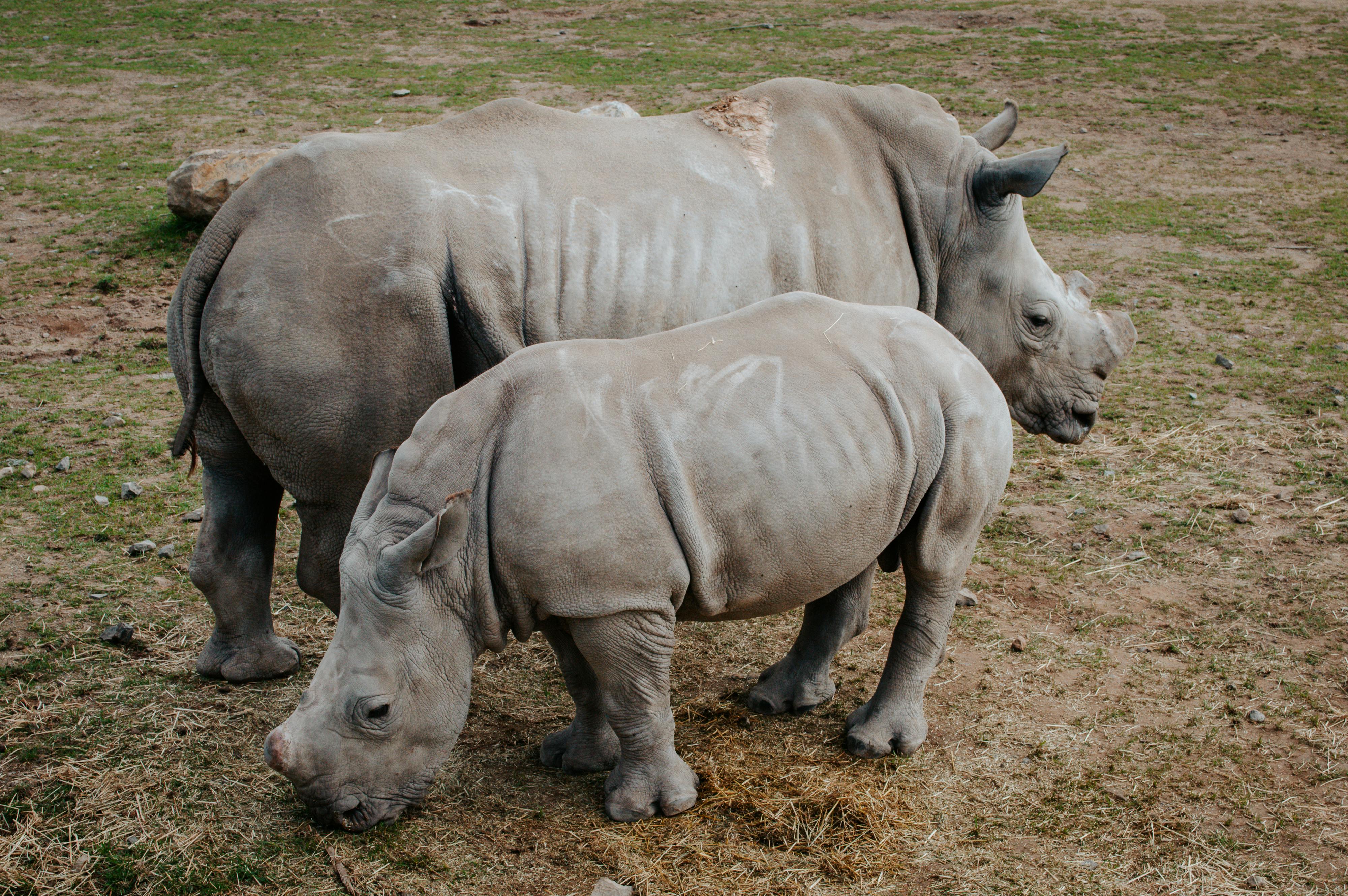 Two Rhinos in a Field · Free Stock Photo