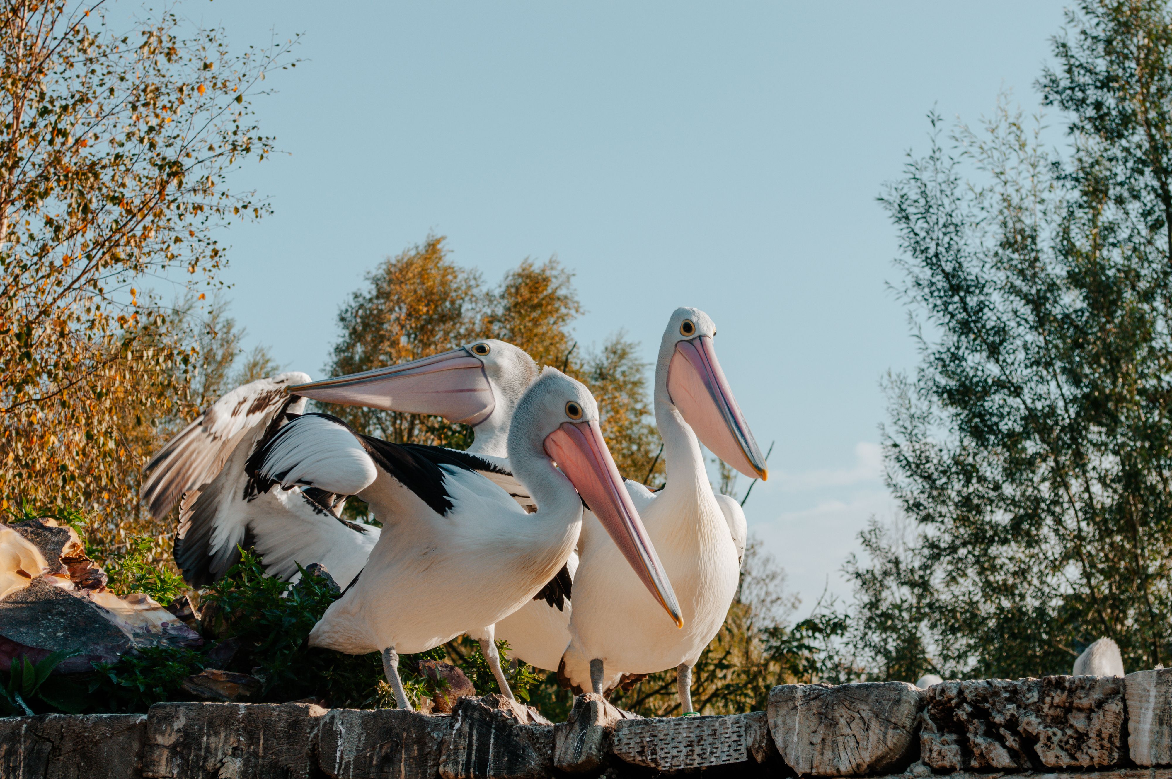 Photo gratuite de ailes, animal, animaux, arbres, aviaire, bec rose ...