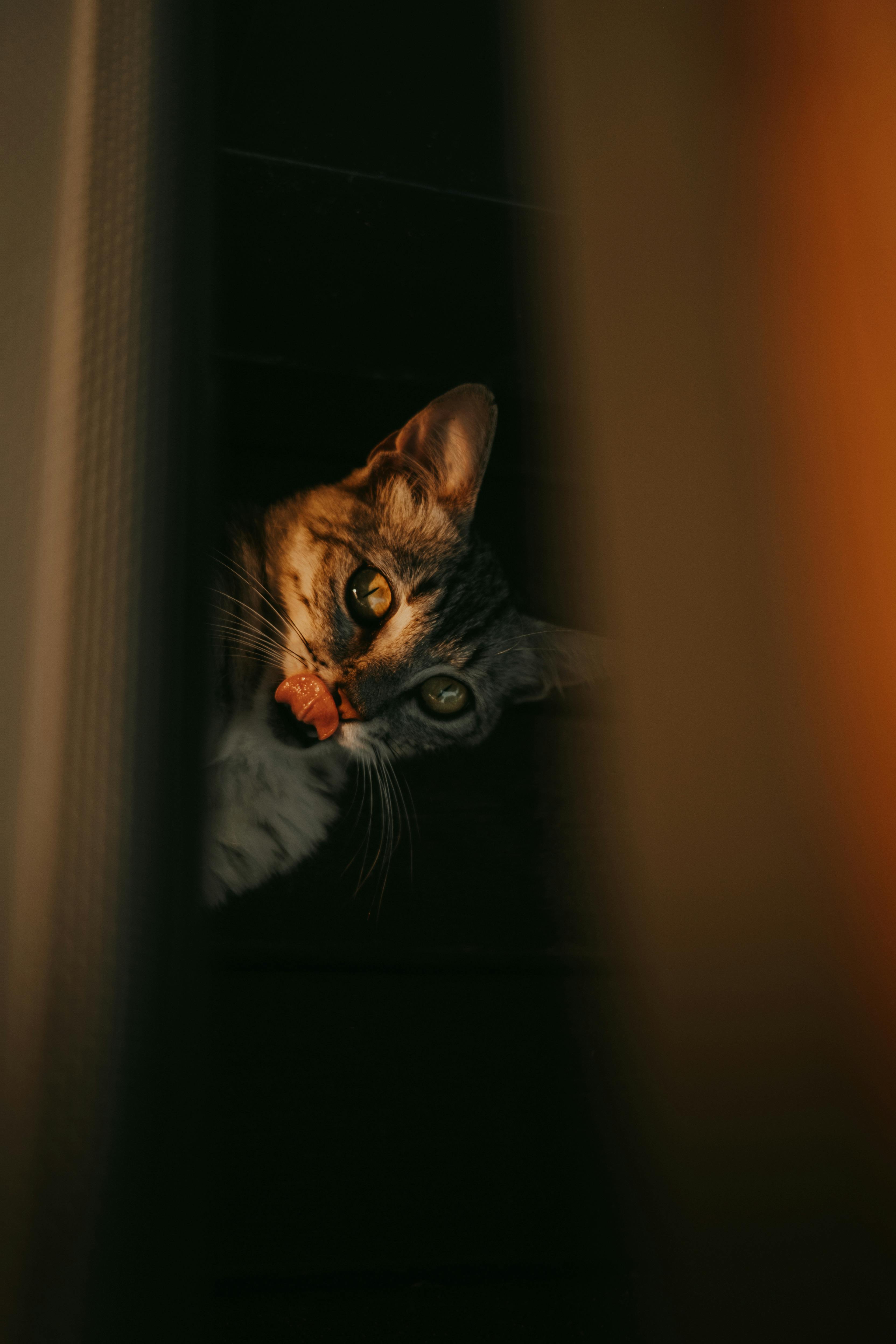 Funny Pics Photos, Download The BEST Free Funny Pics Stock Photos & HD ...