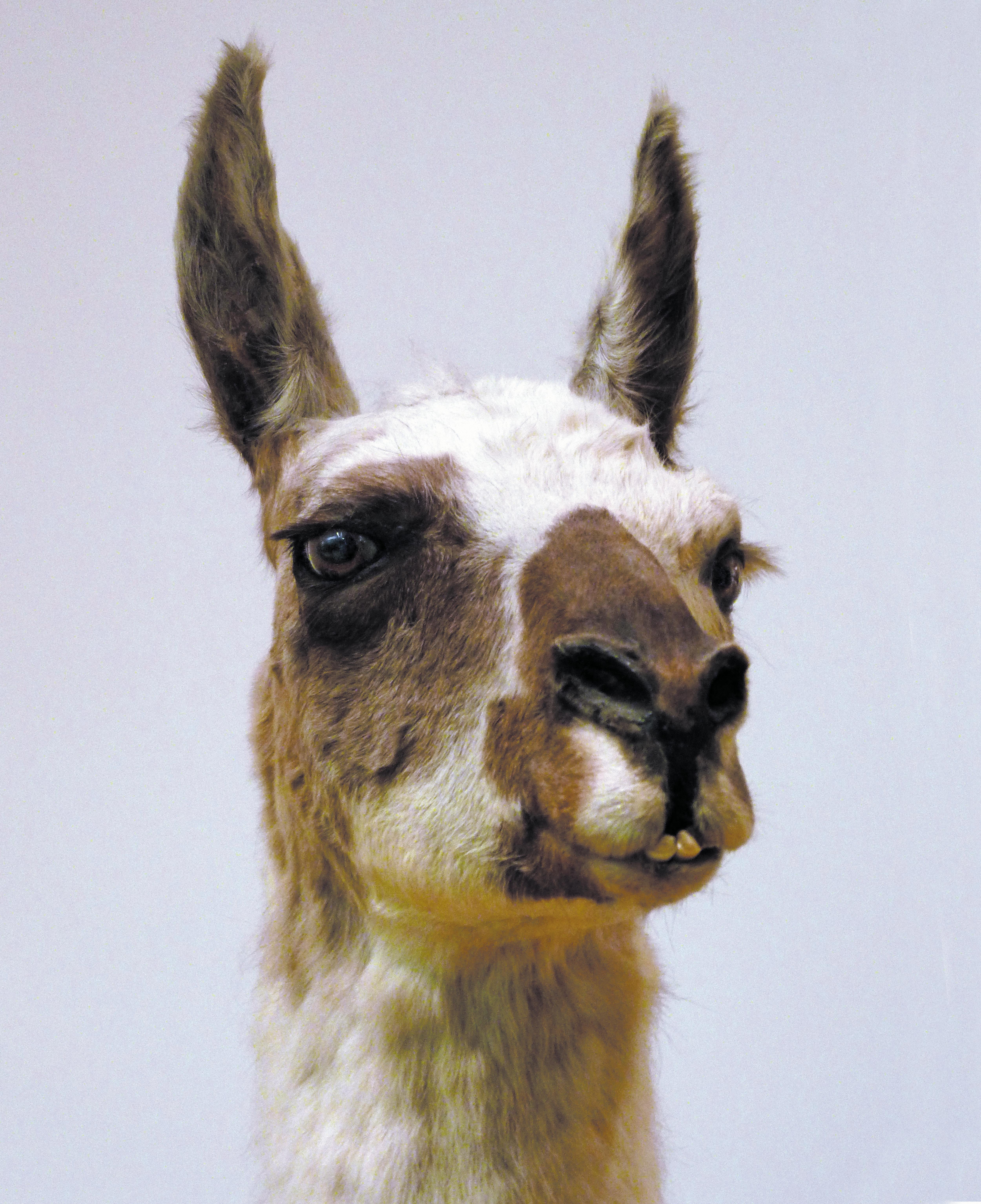 10,000+ Best Funny Pictures · 100% Free Download · Pexels Stock Photos