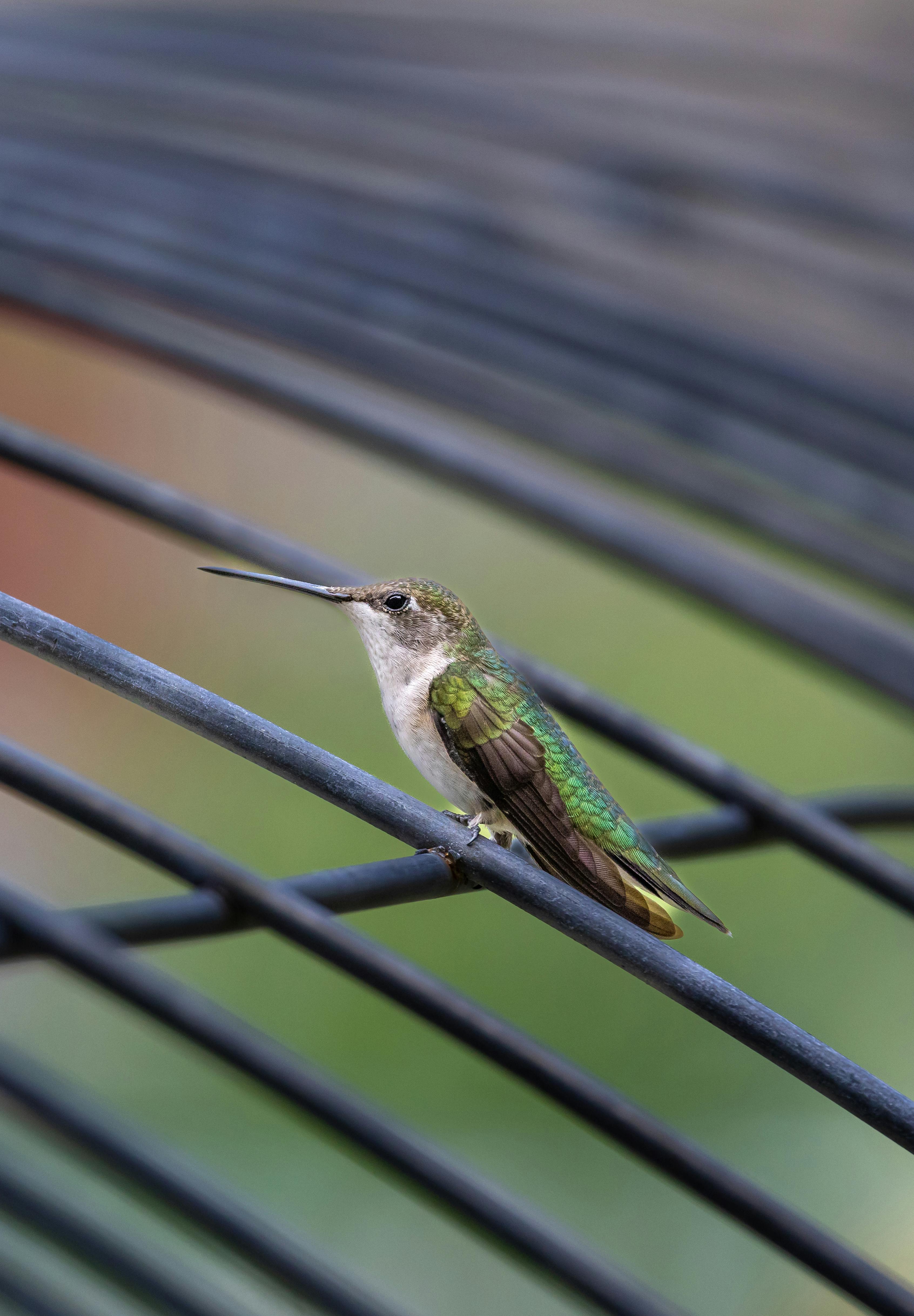 Shallow Focus Photography of Green Humming Bird · Free Stock Photo