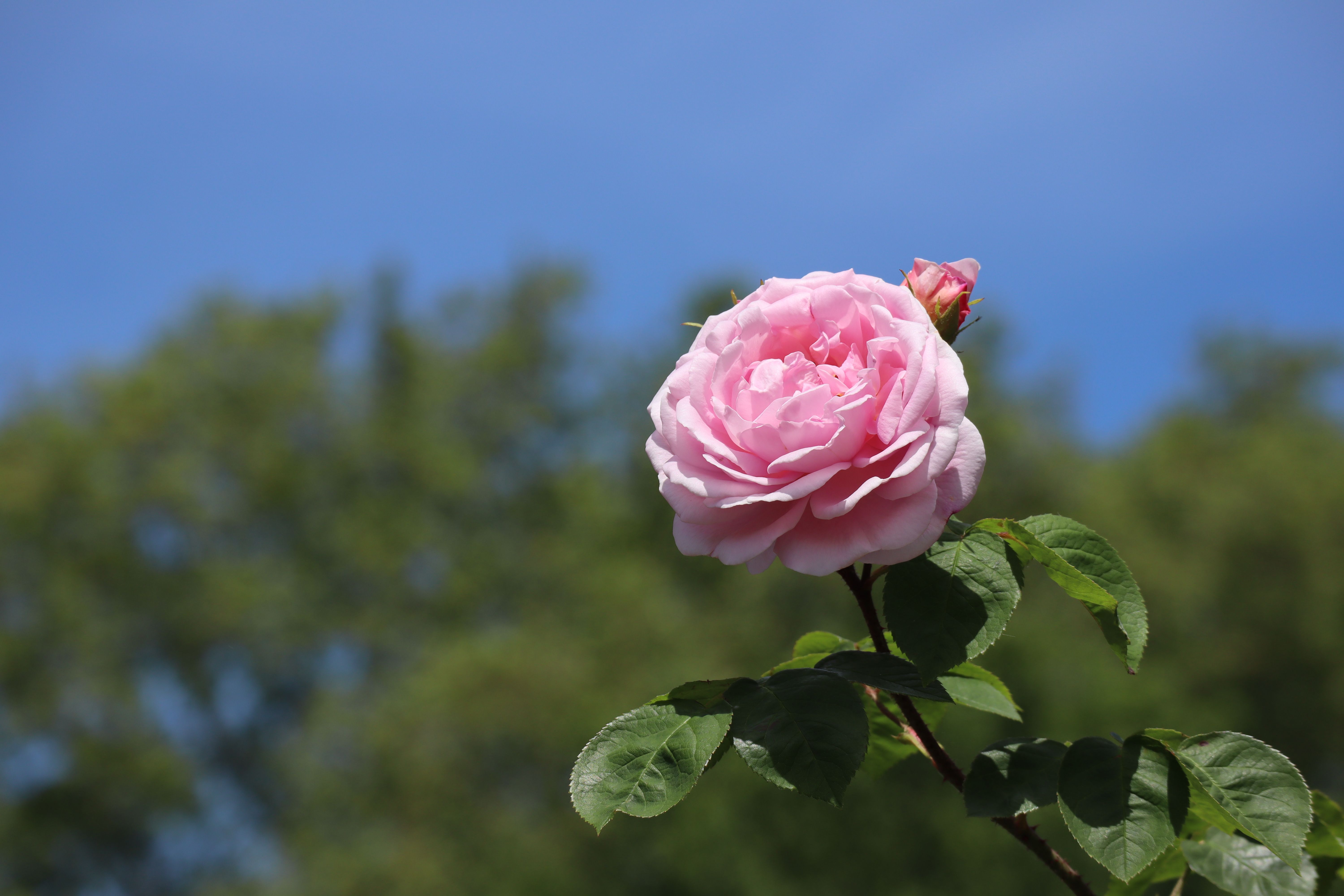Rose In Close Up Photography Free Stock Photo
