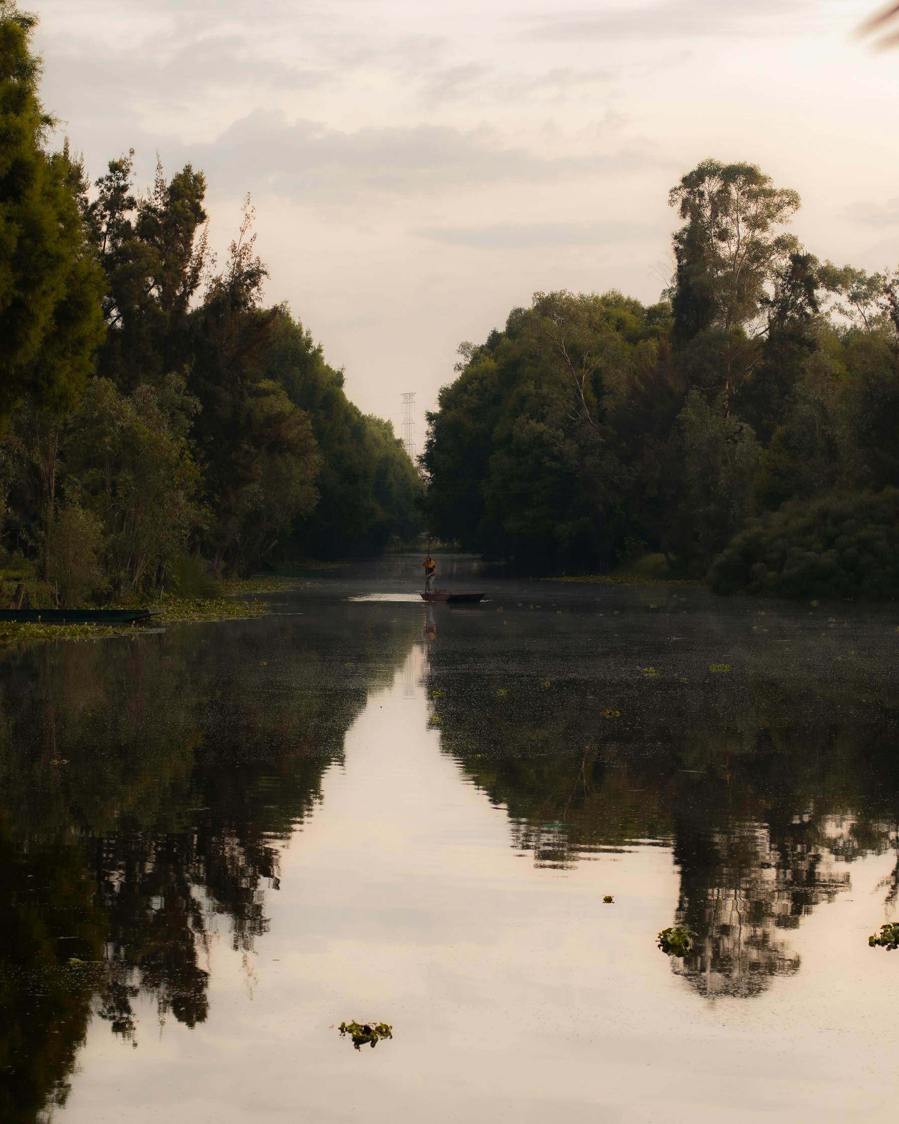 Green Trees by the River · Free Stock Photo