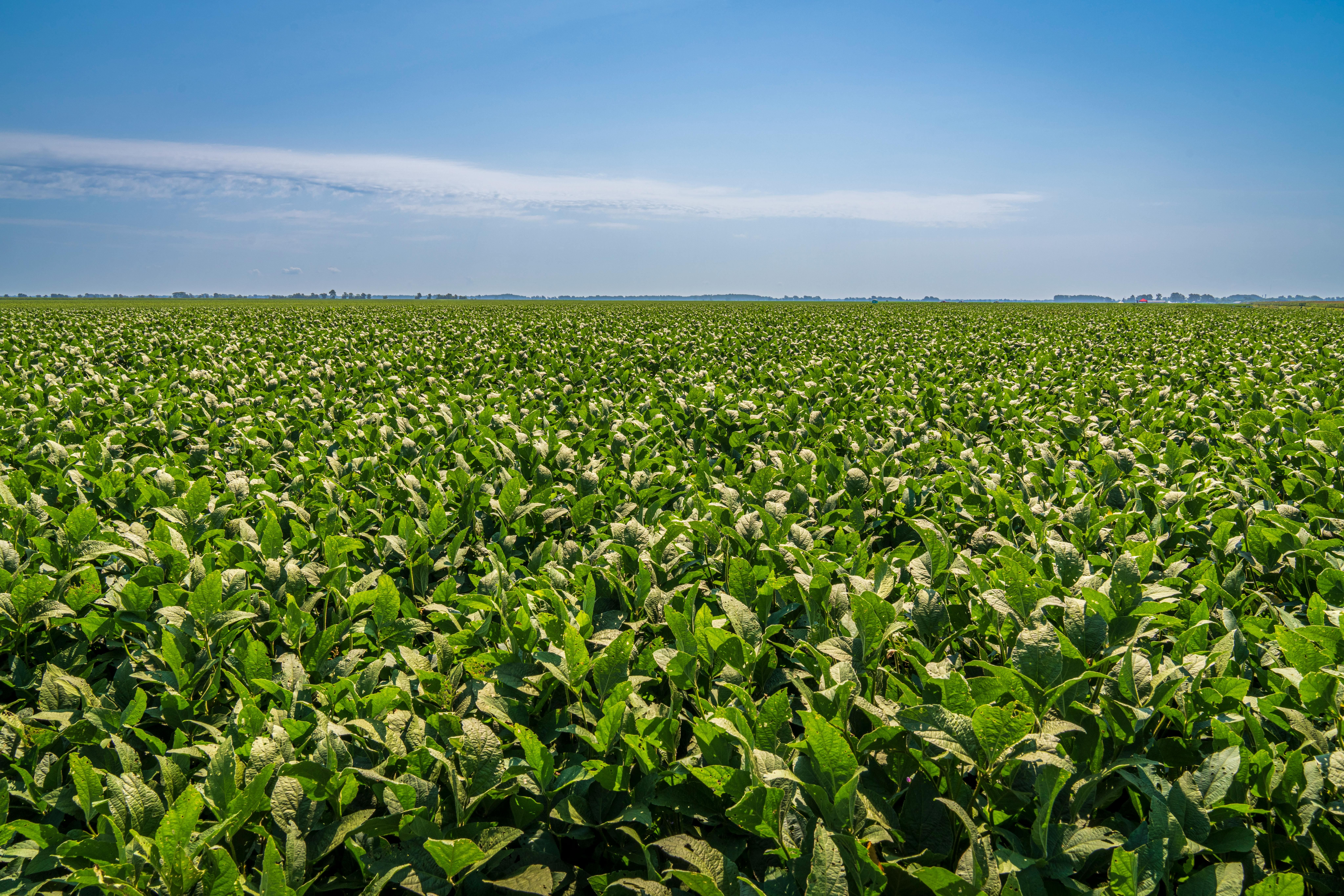 Foto profissional gratuita de agricultura, ambiente rural, ao ar livre ...