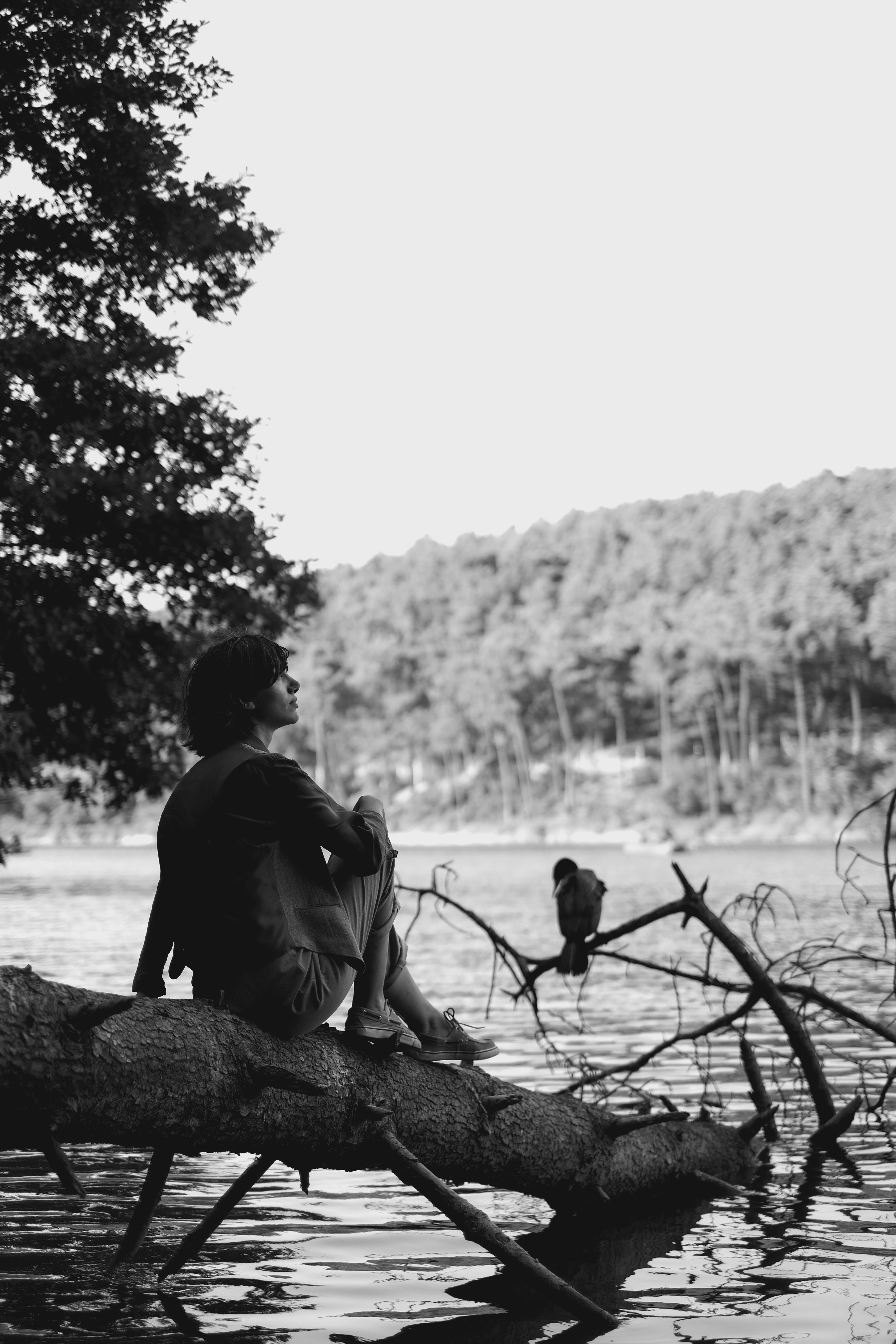 Bird Log Photos, Download The BEST Free Bird Log Stock Photos & HD Images