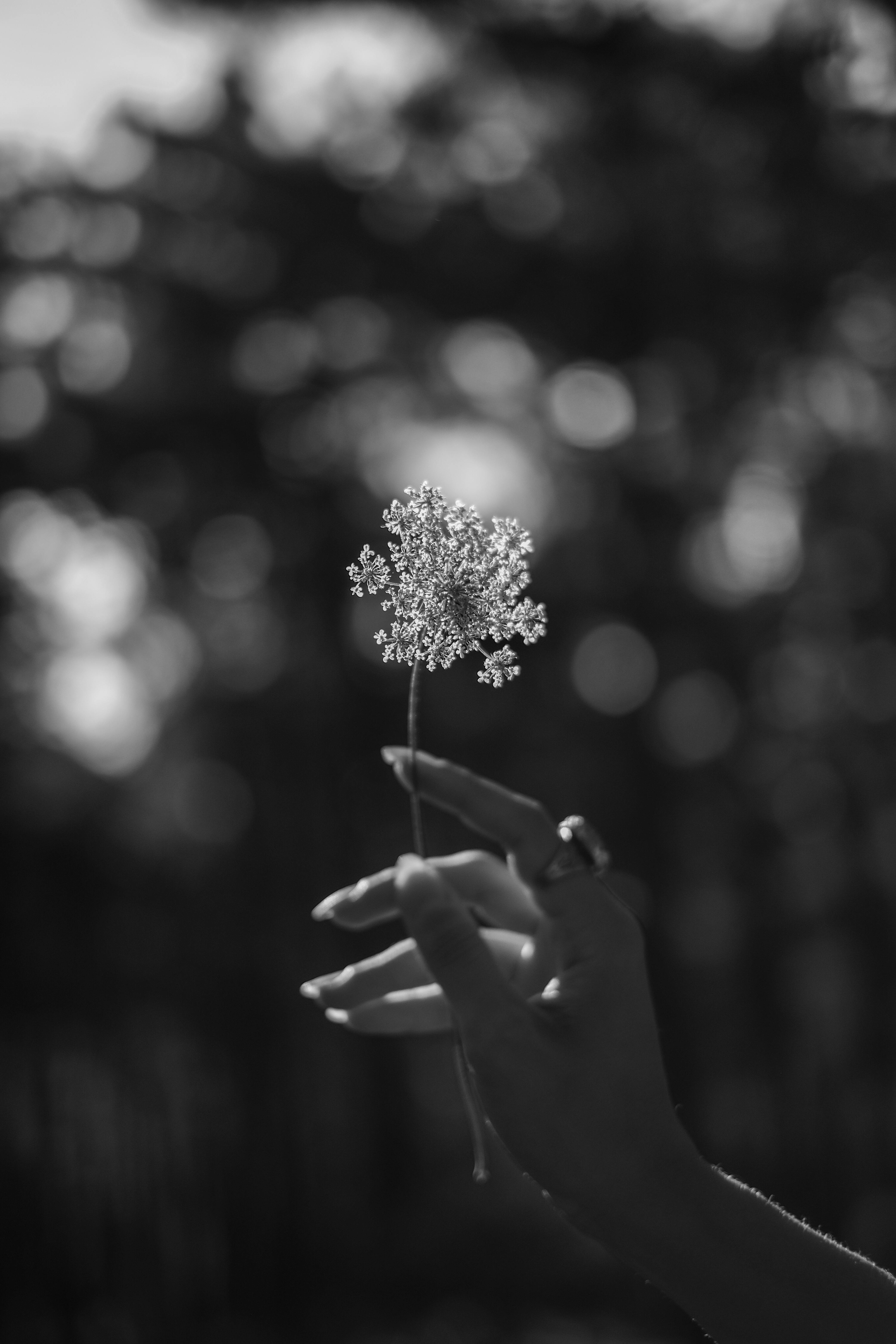A Grayscale of a Woman Holding Wild Carrot Flowers · Free Stock Photo