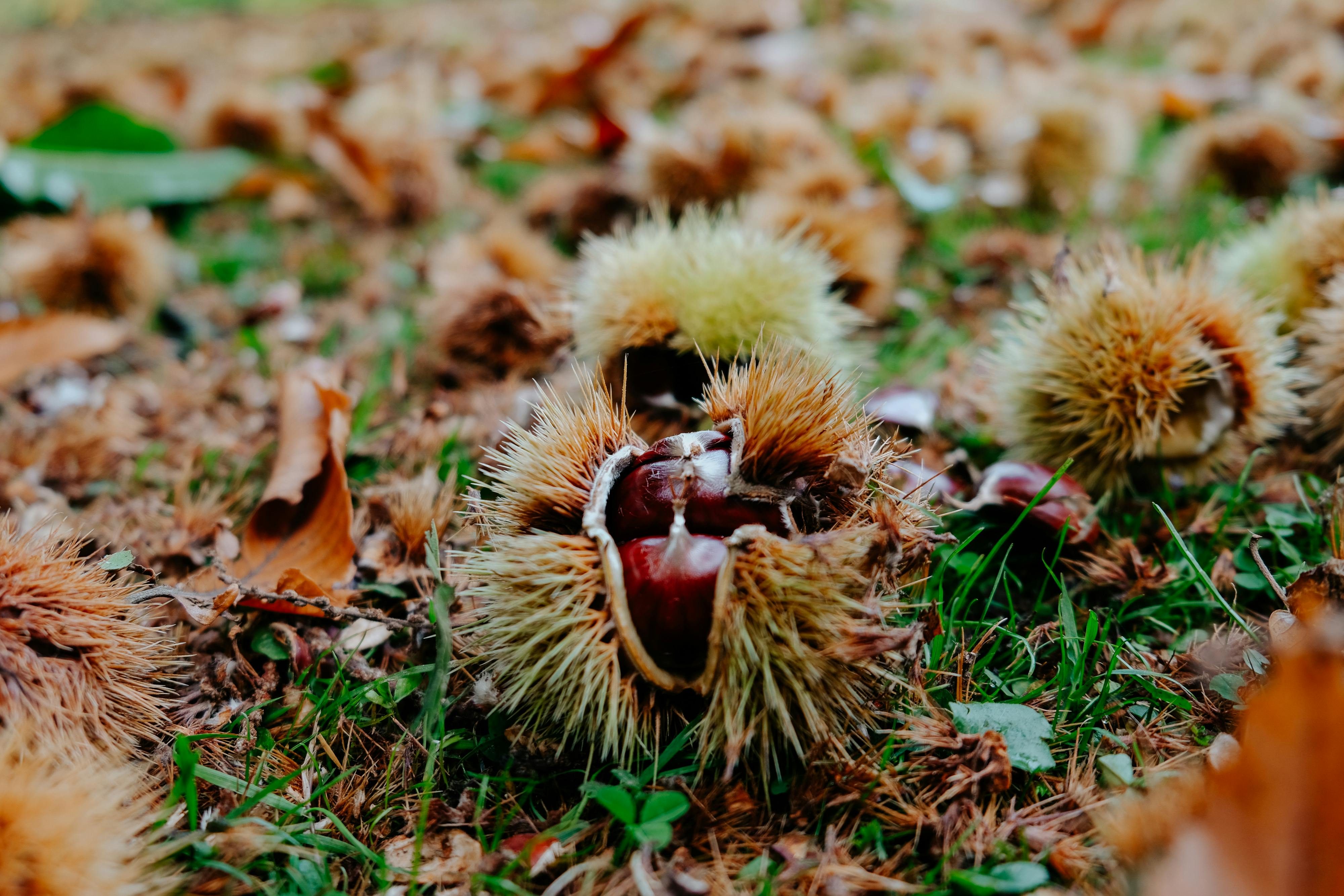 Close-Up Shot of Chestnuts · Free Stock Photo