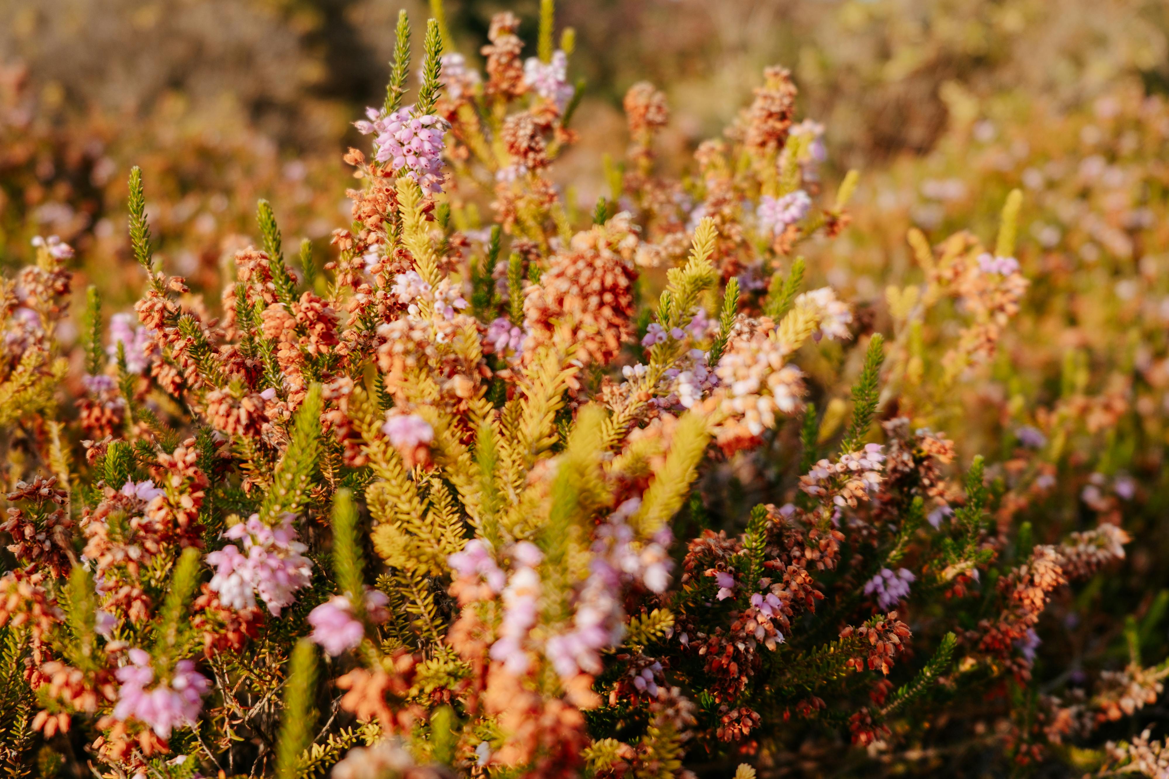 Purple Wildflowers in Field · Free Stock Photo