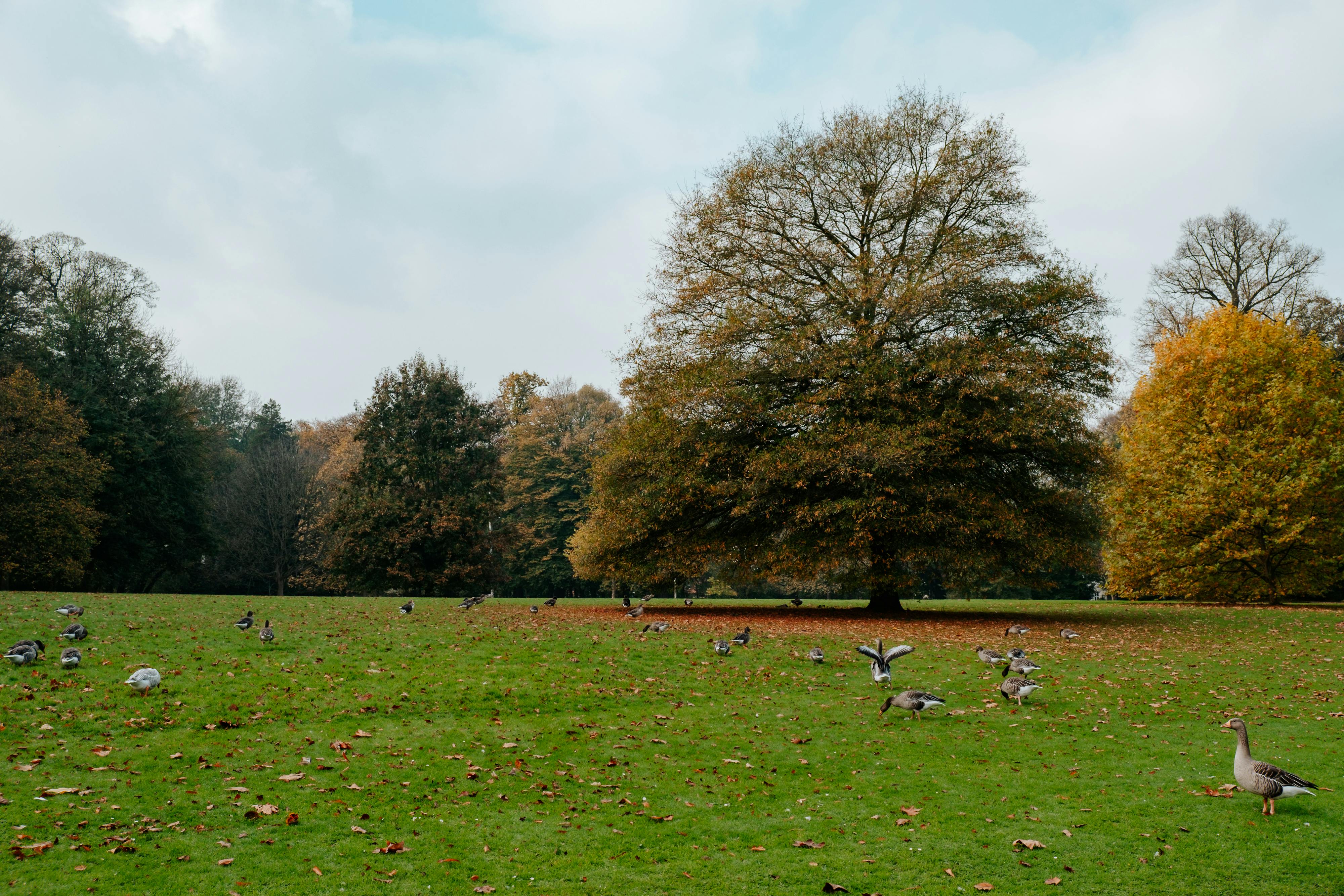 Green Tree during Sunset · Free Stock Photo