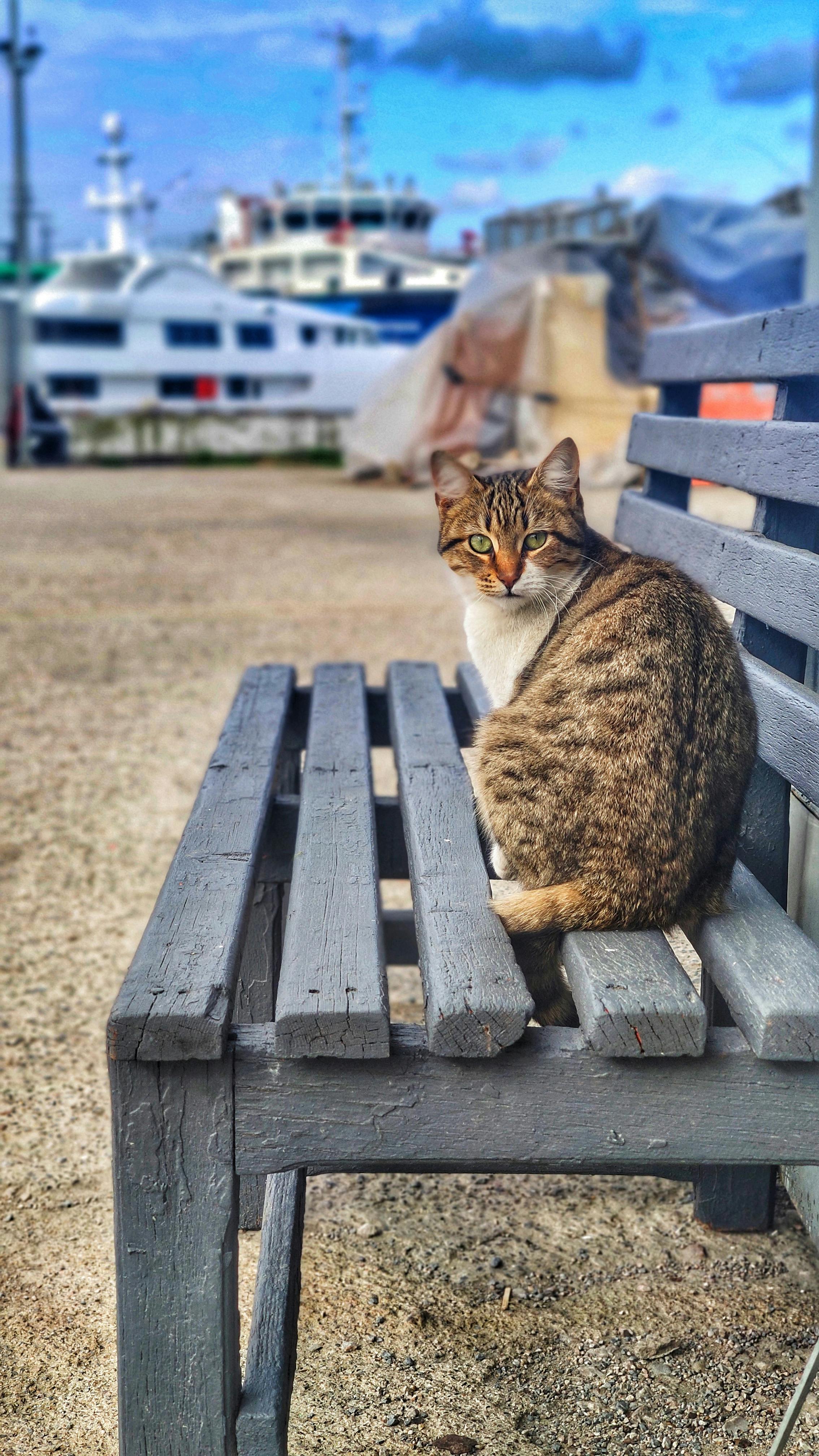 Tabby Cat Sitting on Wooden Bench · Free Stock Photo