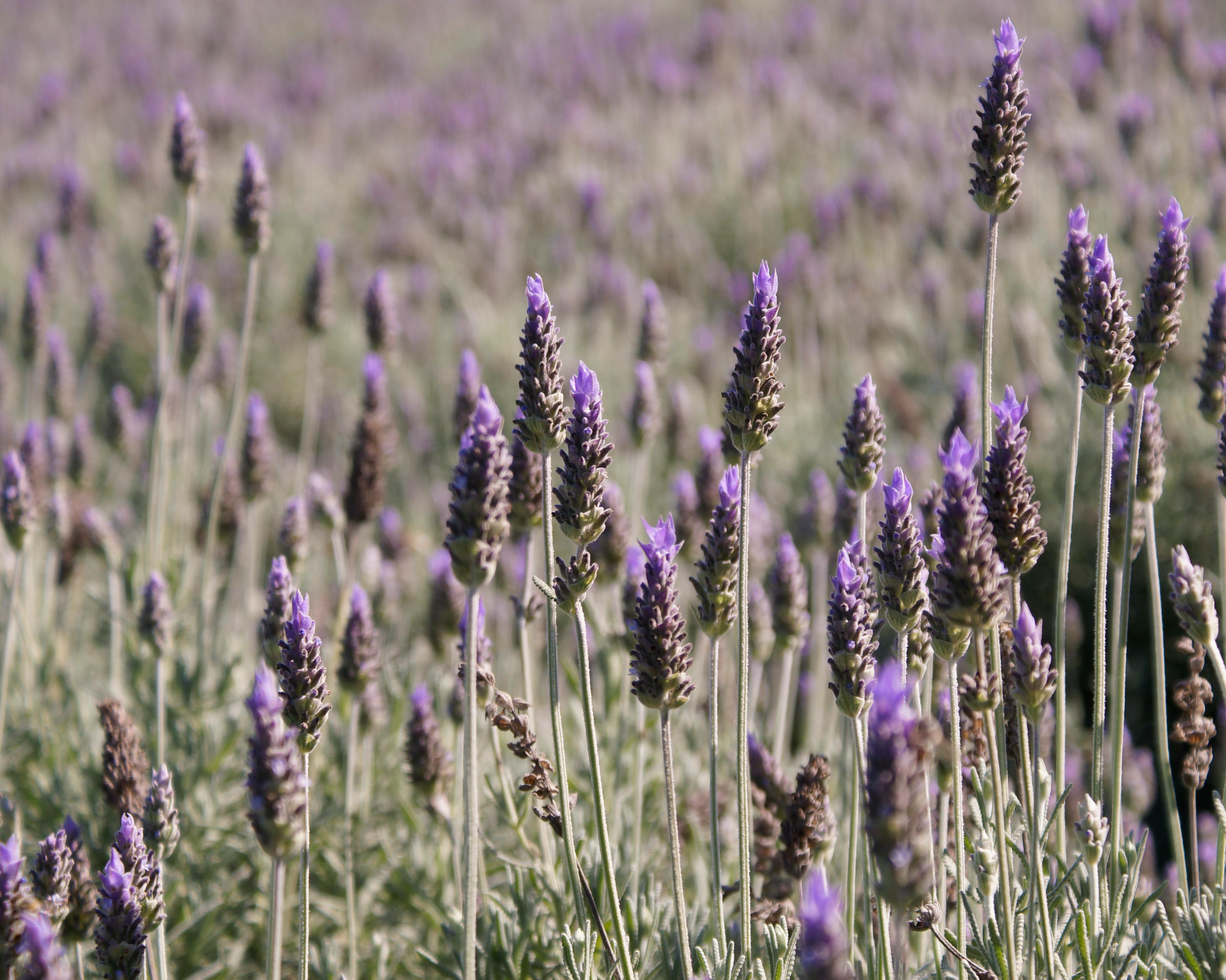 Lavanda Inglesa Photos, Download The BEST Free Lavanda Inglesa Stock ...