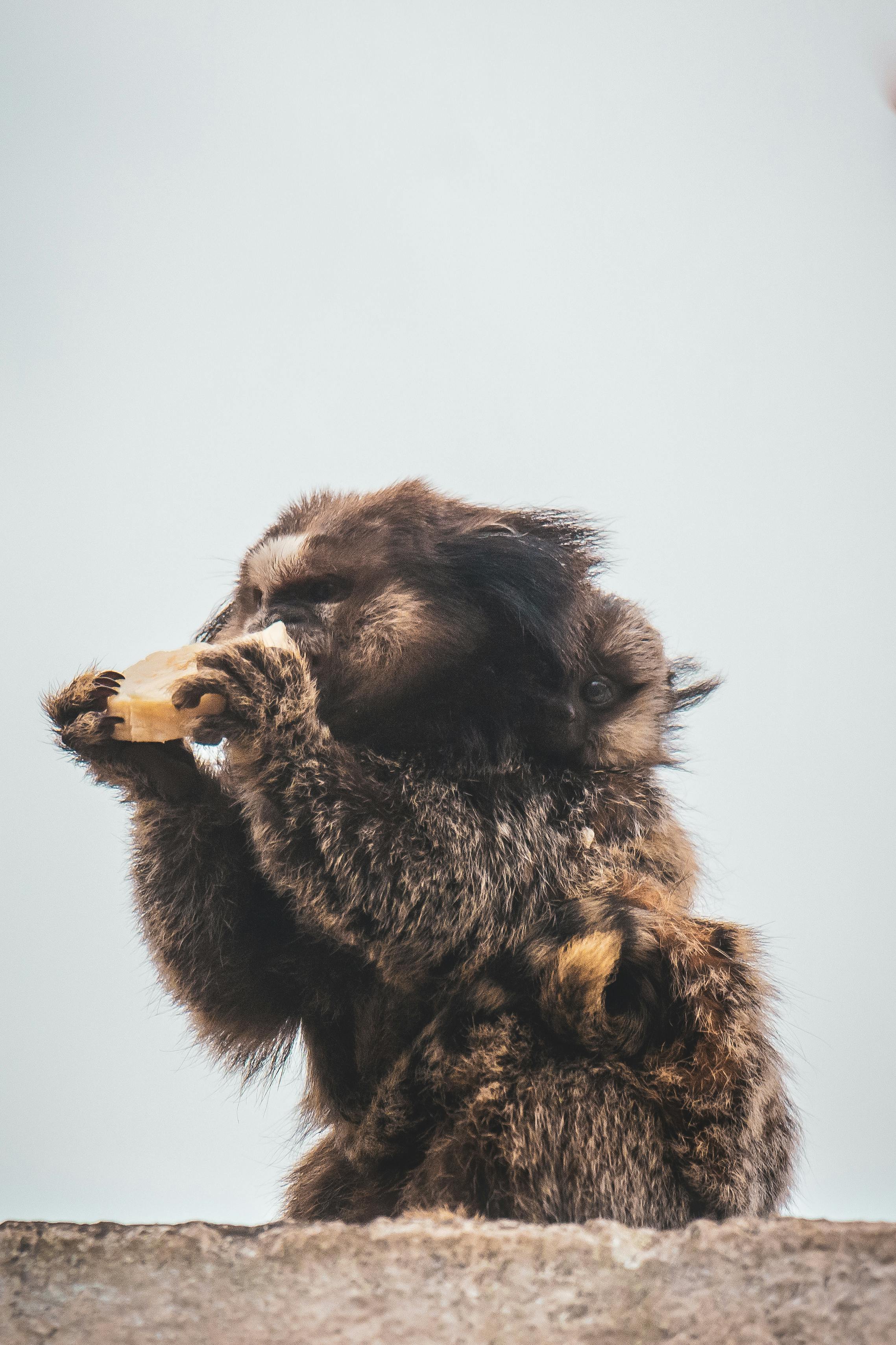 Photo of a Monkey · Free Stock Photo