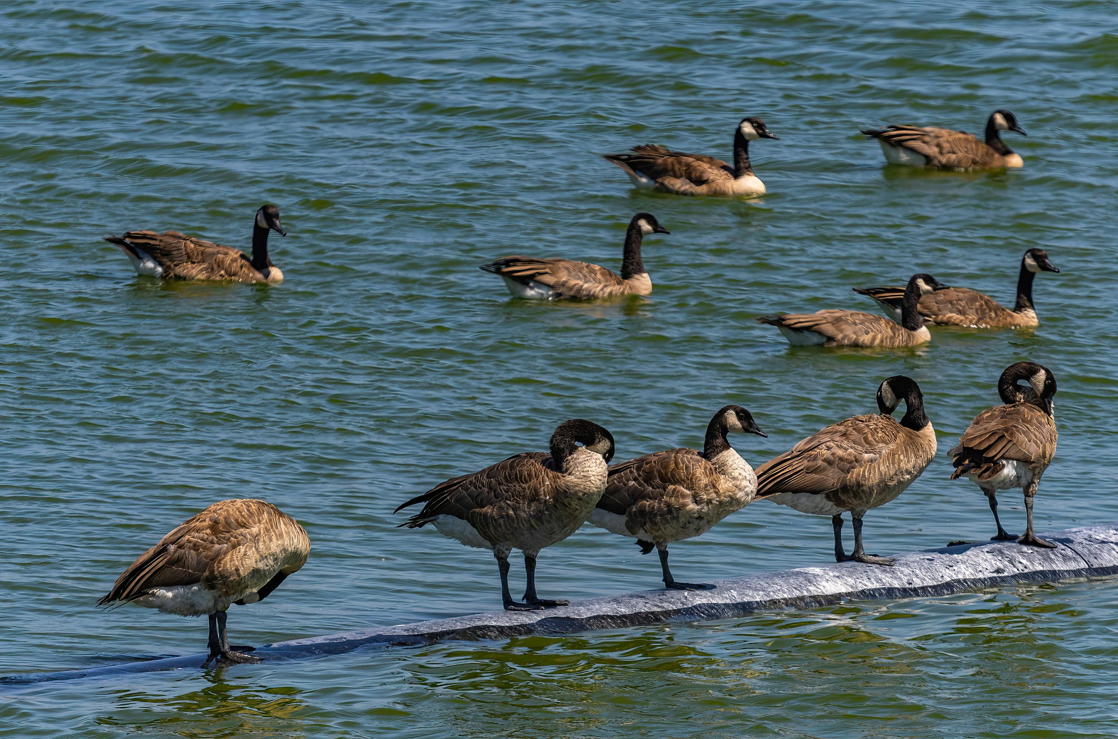 3 Patos Grises Y Blancos Nadando · Foto de stock gratuita