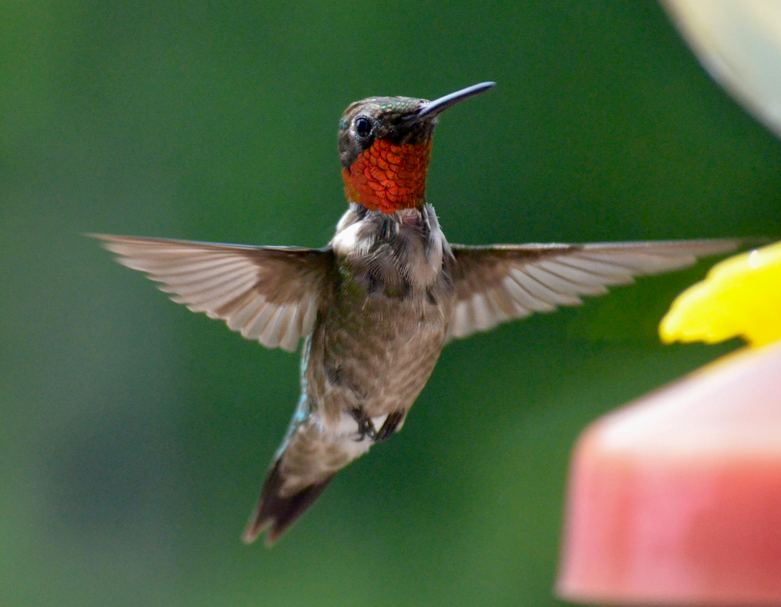 Free stock photo of garden, hummingbird, nature