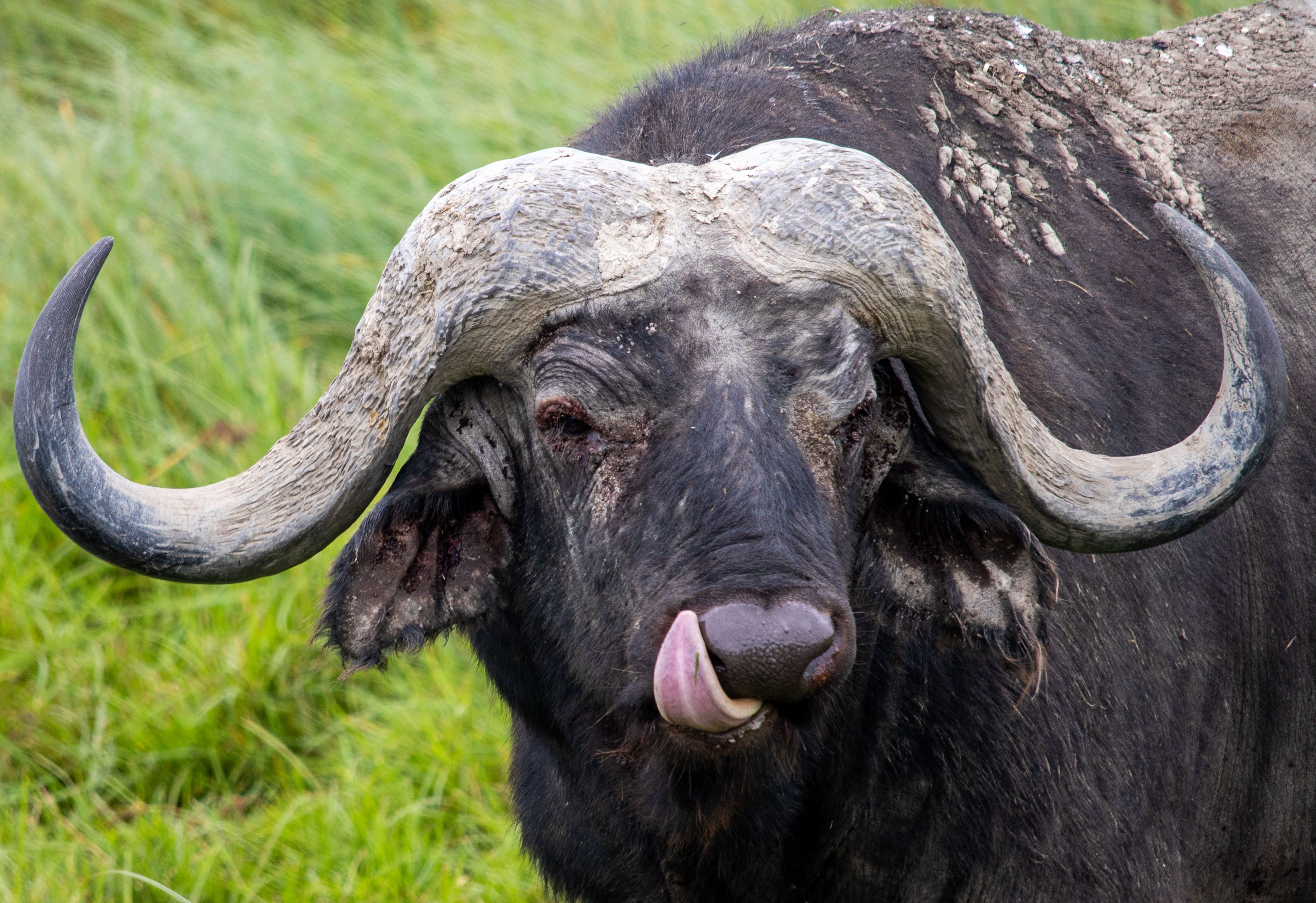 African Buffalo Photos, Download The BEST Free African Buffalo Stock ...