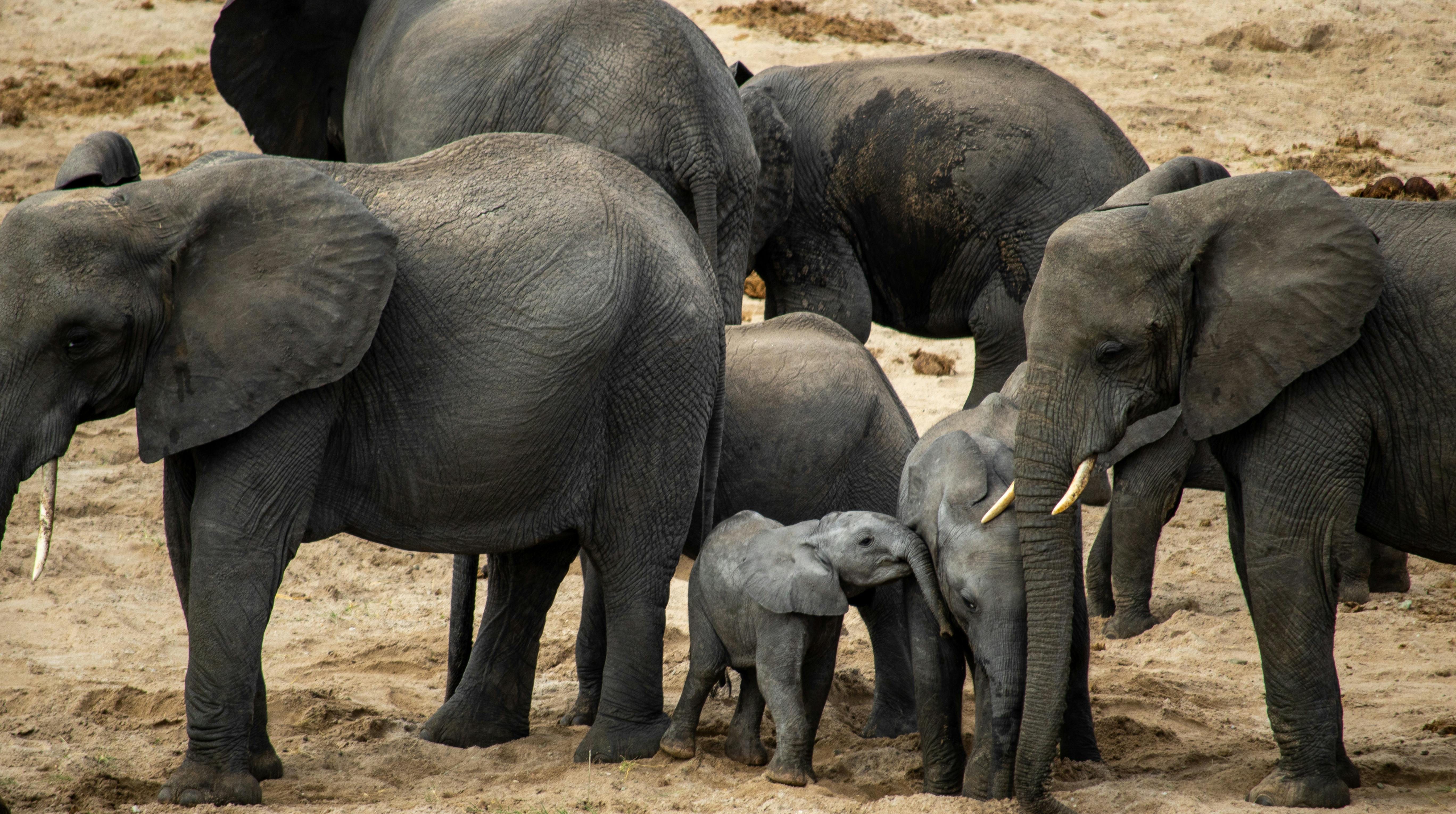 Group of Elephants on Brown Sand · Free Stock Photo