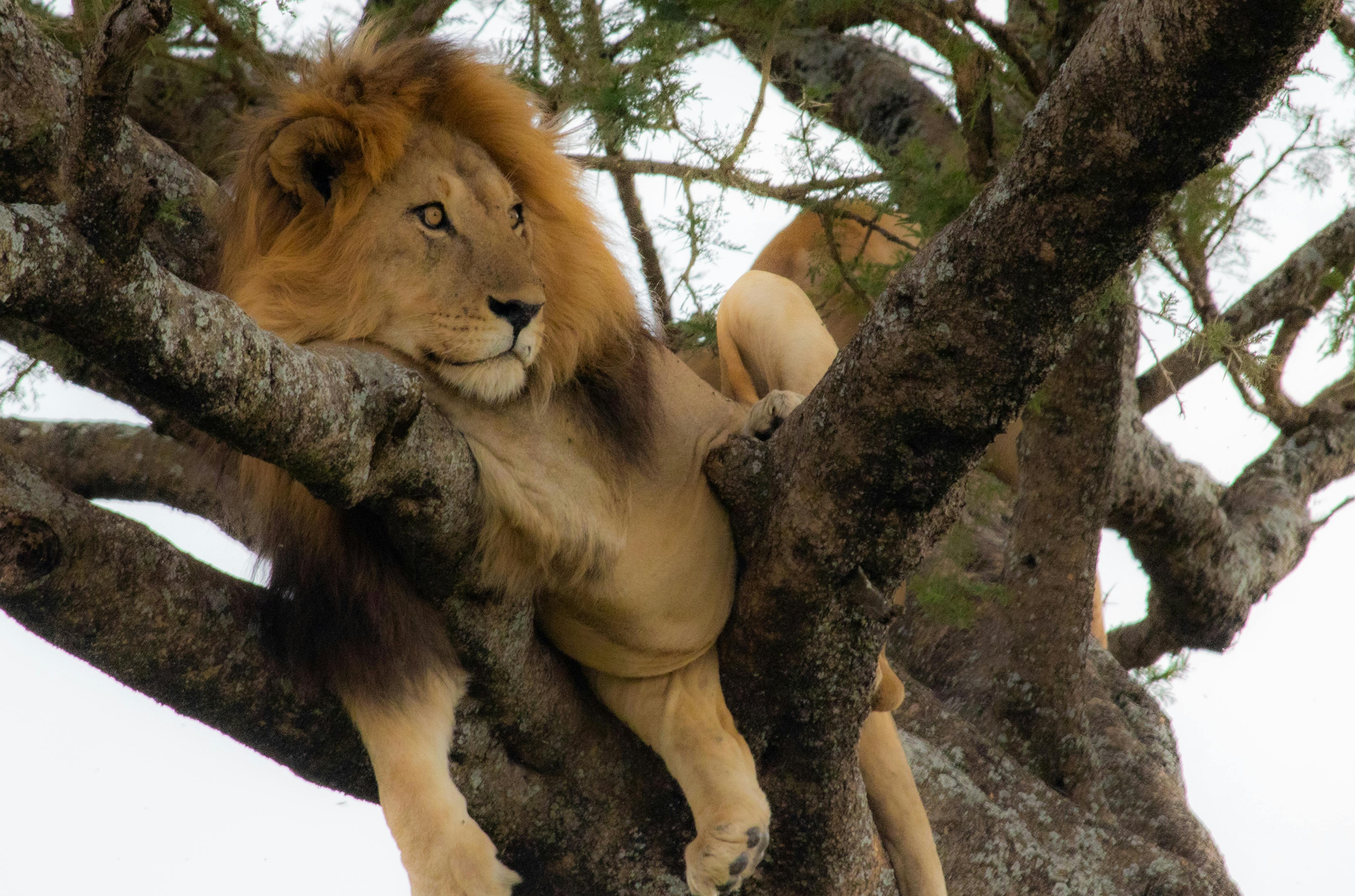 Lion Lying on Brown Tree Branch · Free Stock Photo