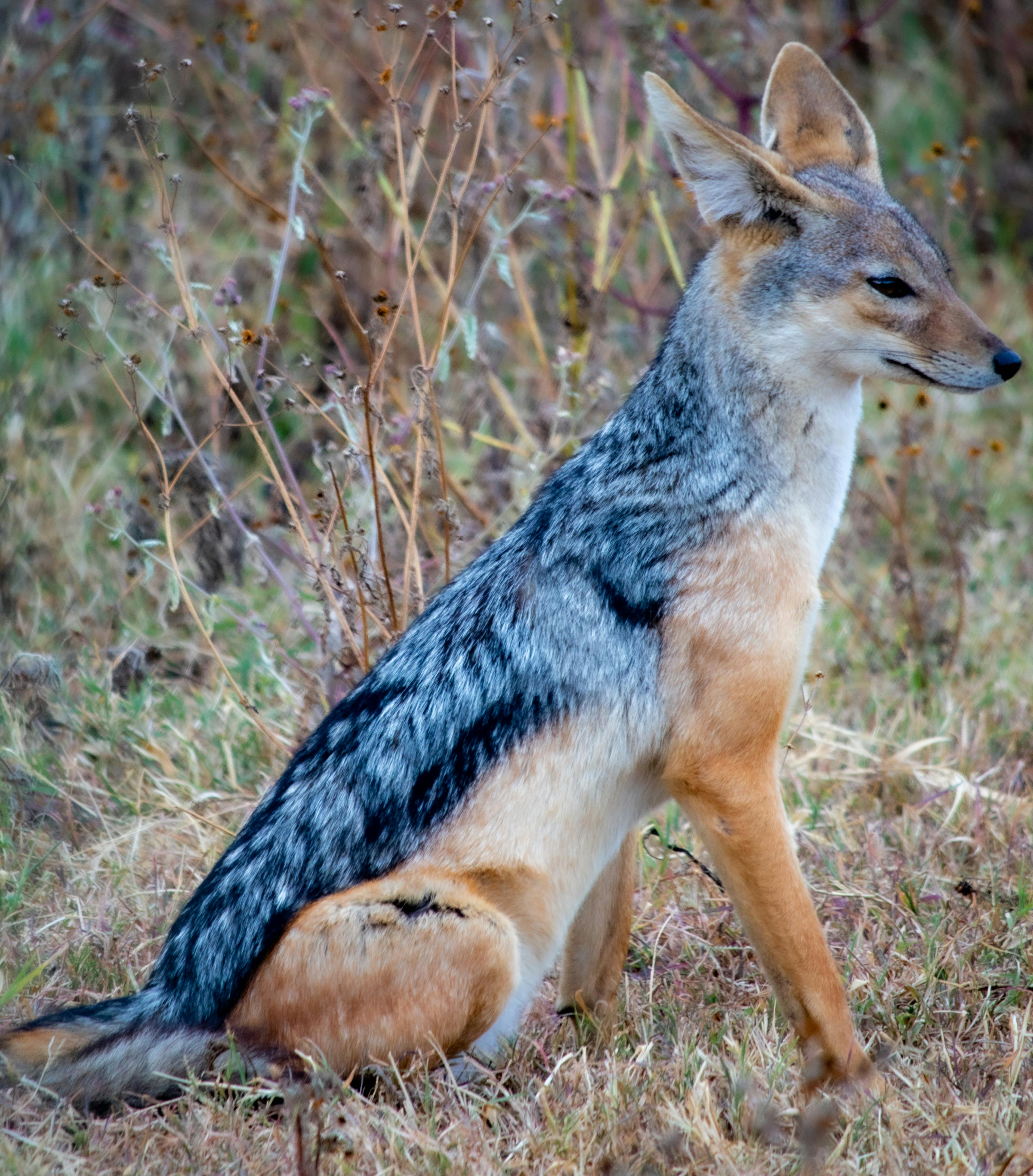 Photo of a Sitting Jackal · Free Stock Photo