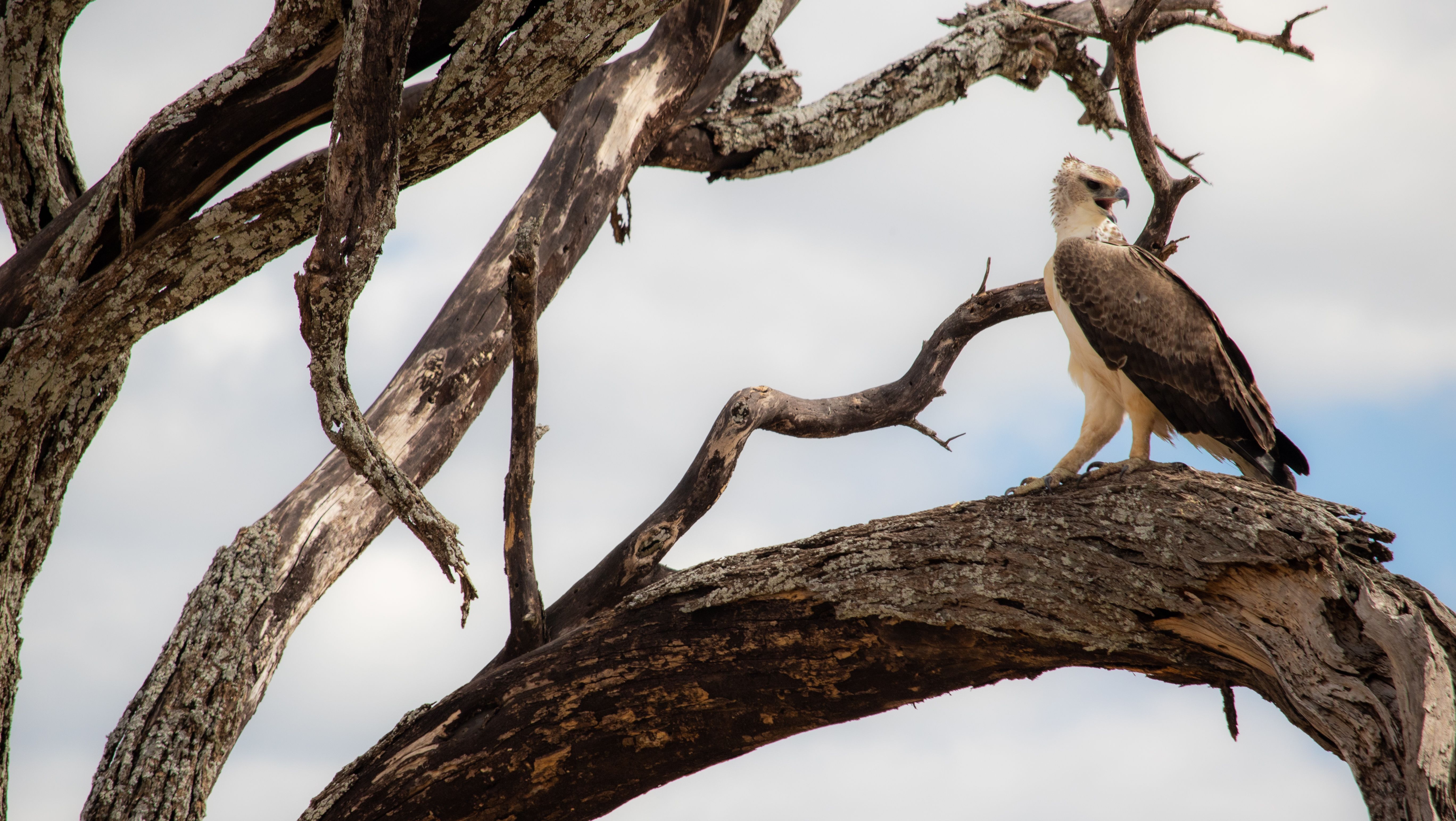 White and Brown Eagle on Brown Tree Branch · Free Stock Photo