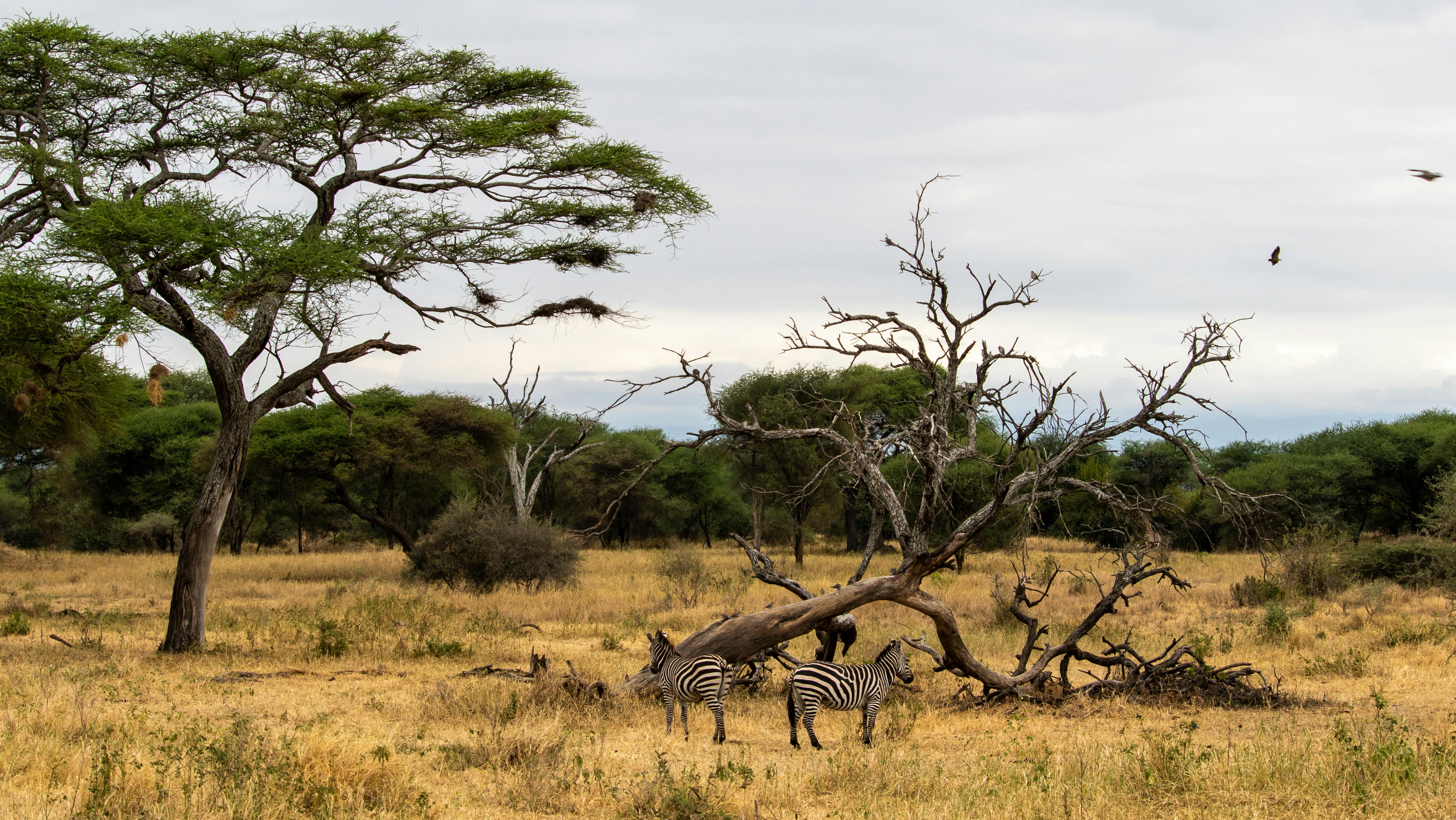 Photograph of Zebras Near Trees · Free Stock Photo