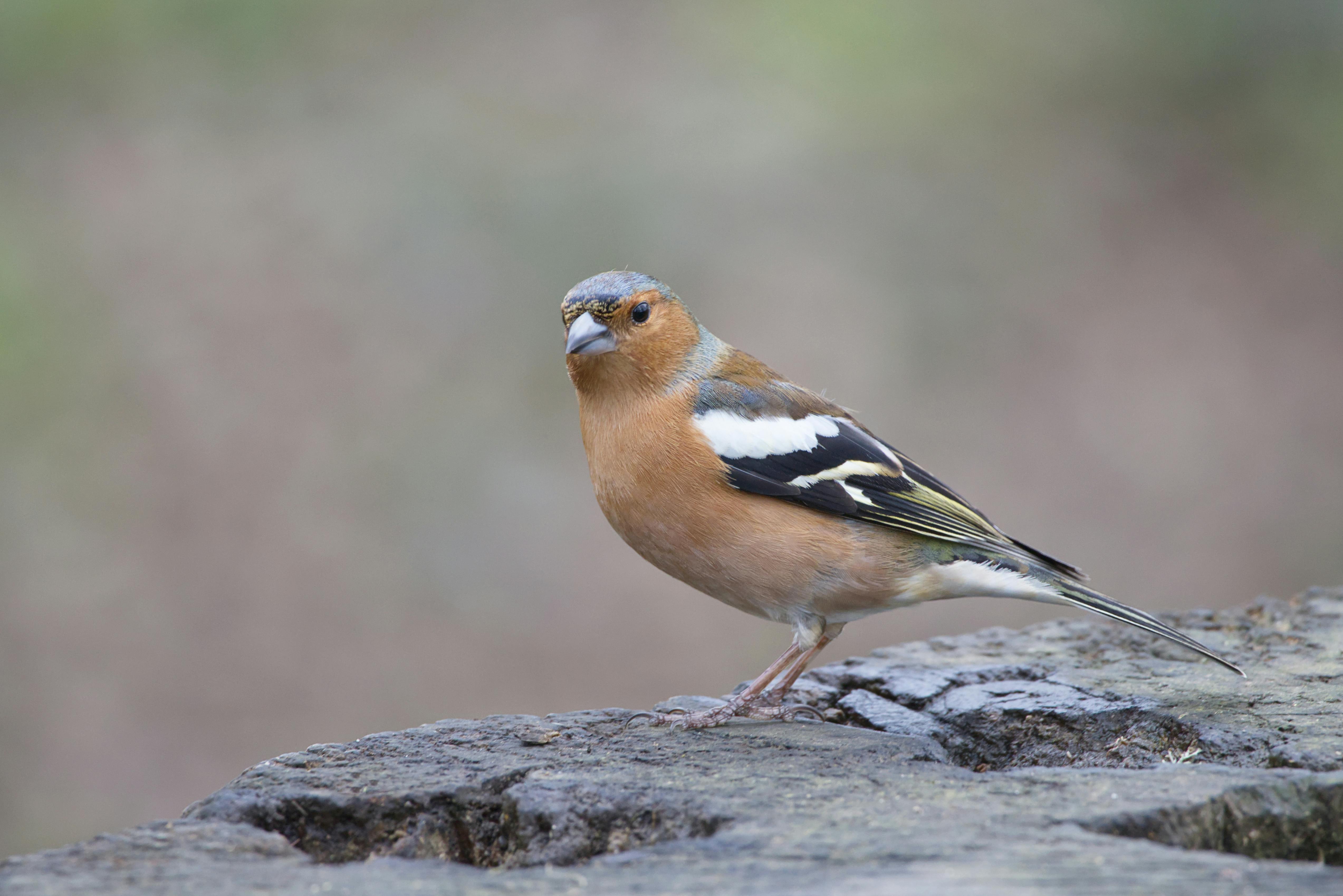 Close-Up Photo of a Chaffinch · Free Stock Photo